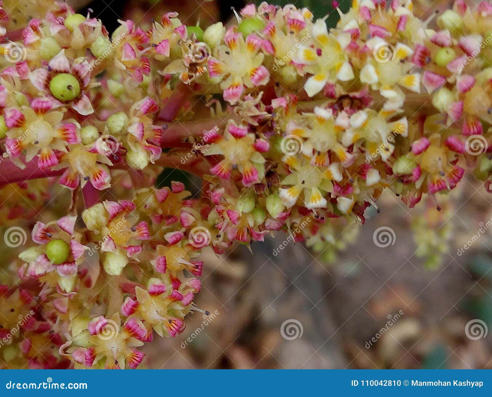Small Mangoes Flowers Zoom Mobile Shot Stock Photo - Image of smallest ...