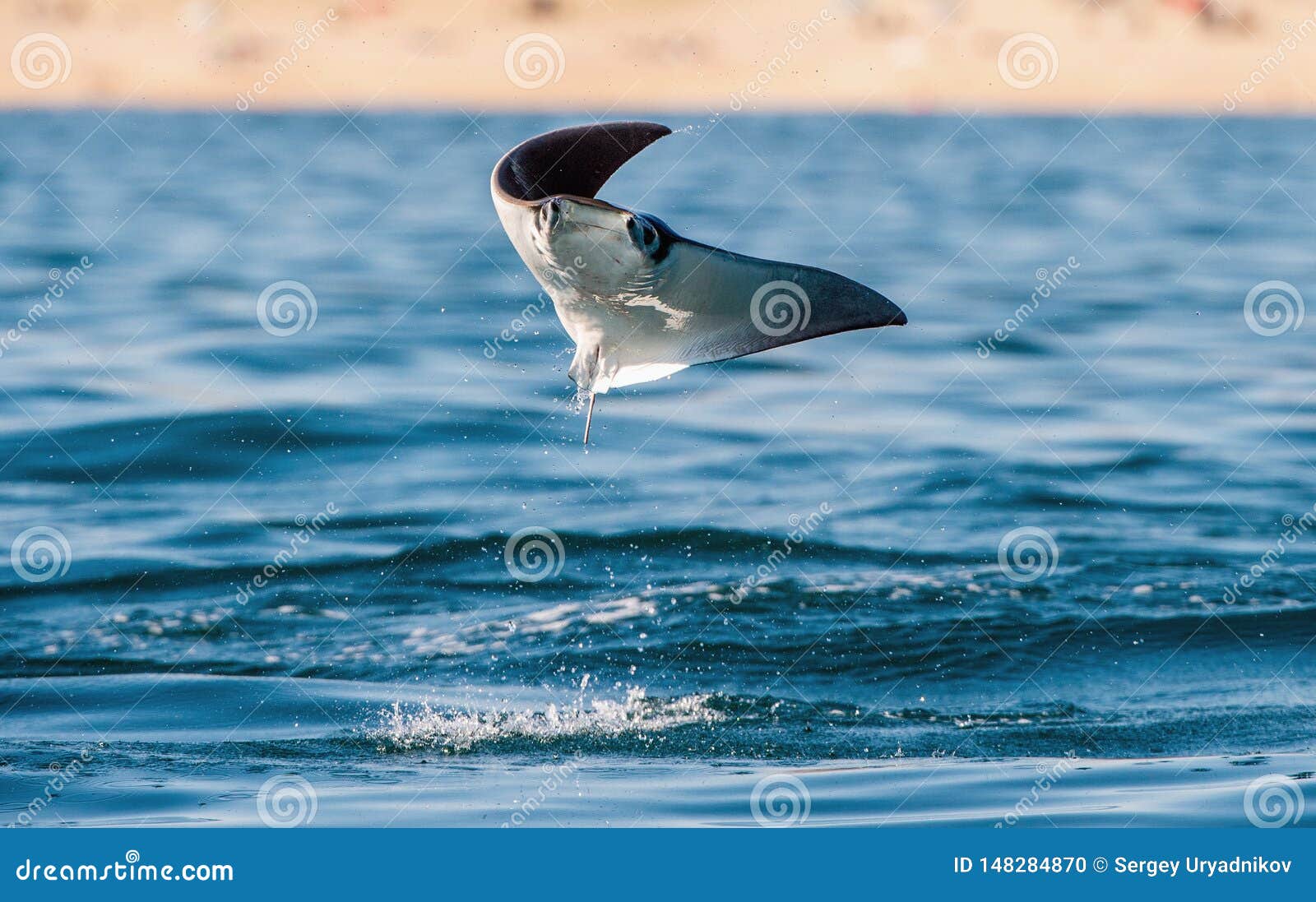 Mobula Ray Jumping Out of the Water. Front View Stock Photo - Image of ...