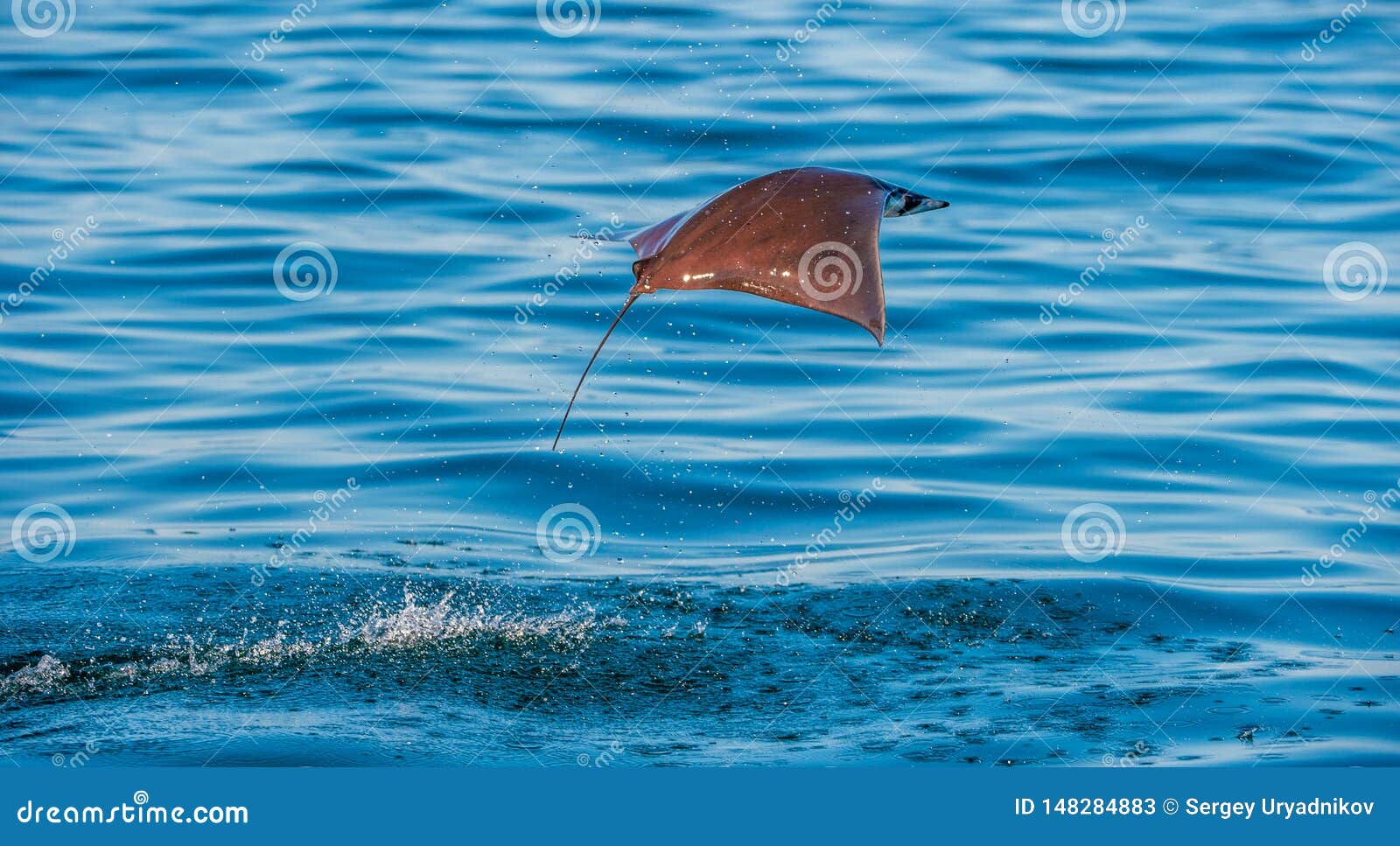 Mobula Ray Jumping Out Of The Water. Mobula Munkiana, Known As The ...