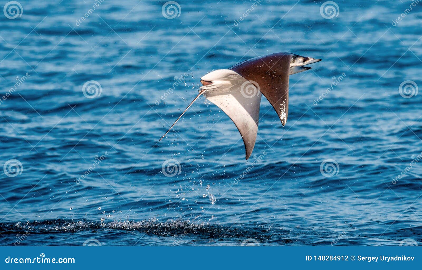 Mobula Ray Jumping Out of the Water. Mobula Munkiana, Known As the ...