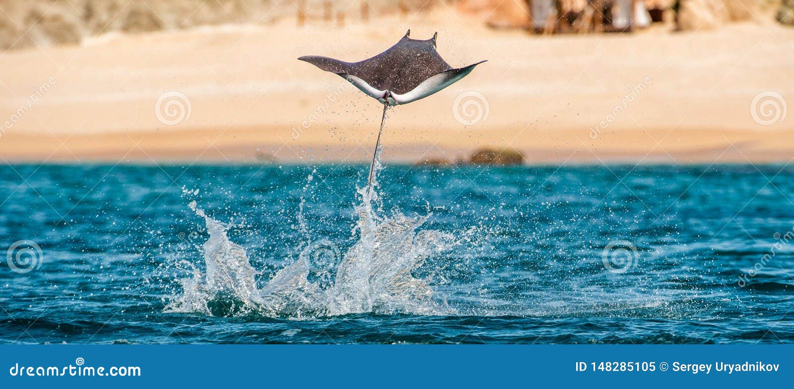 Mobula Ray Jumping Out of the Water. Mobula Munkiana, Known As the ...