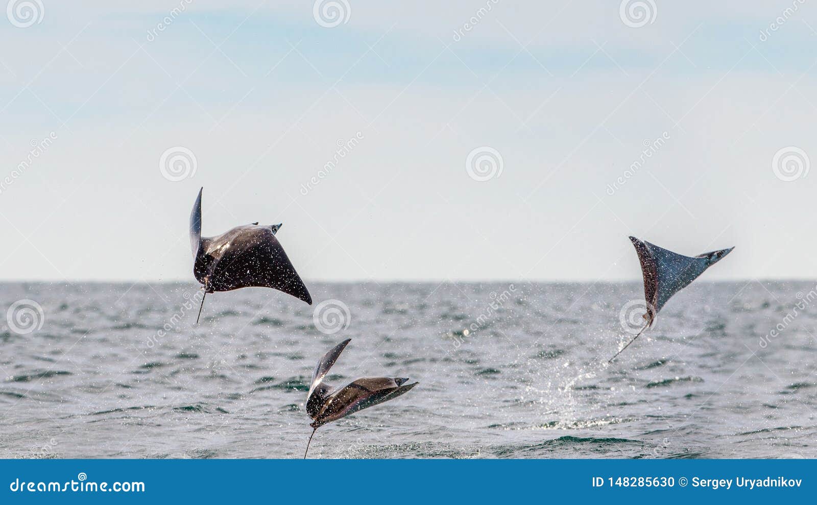 Mobula Ray Jumping Out of the Water. Stock Photo - Image of manta ...