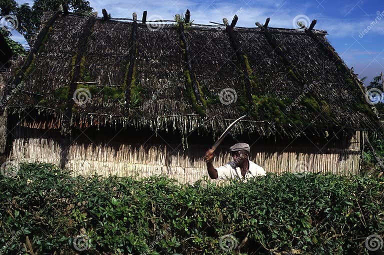 Moca - Equatorial Guinea editorial stock photo. Image of group - 24079433