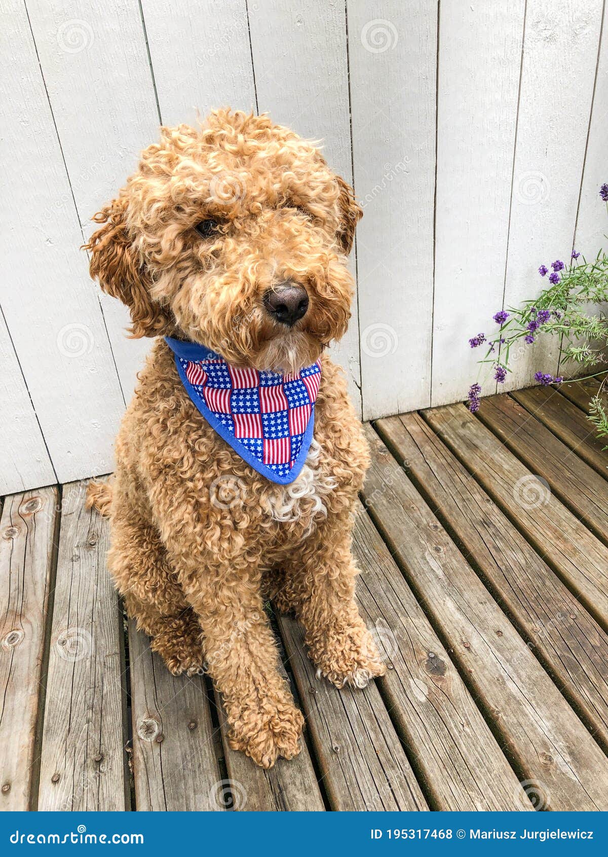 Mocha Australian Labradoodle Stock Photo - Image of australian ...