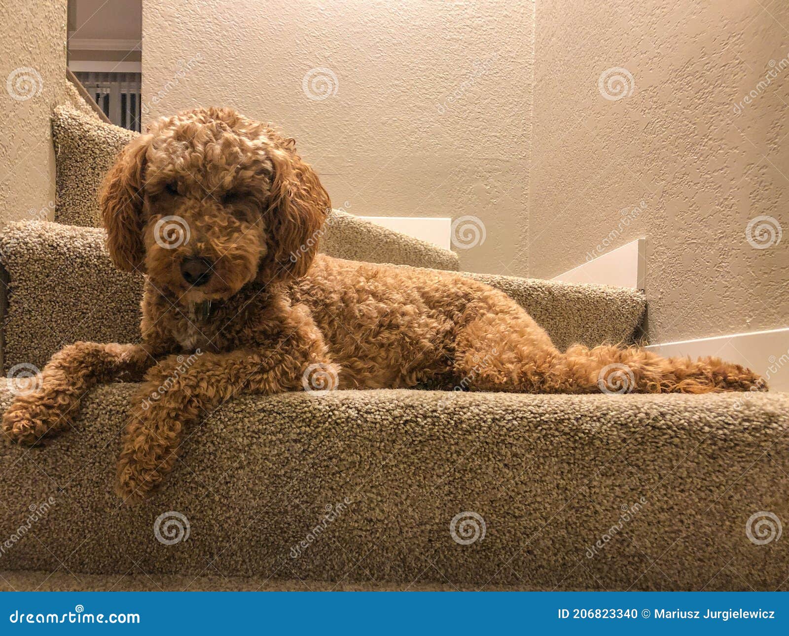 Mocha Australian Labradoodle Stock Photo - Image of labradoodle, golden ...