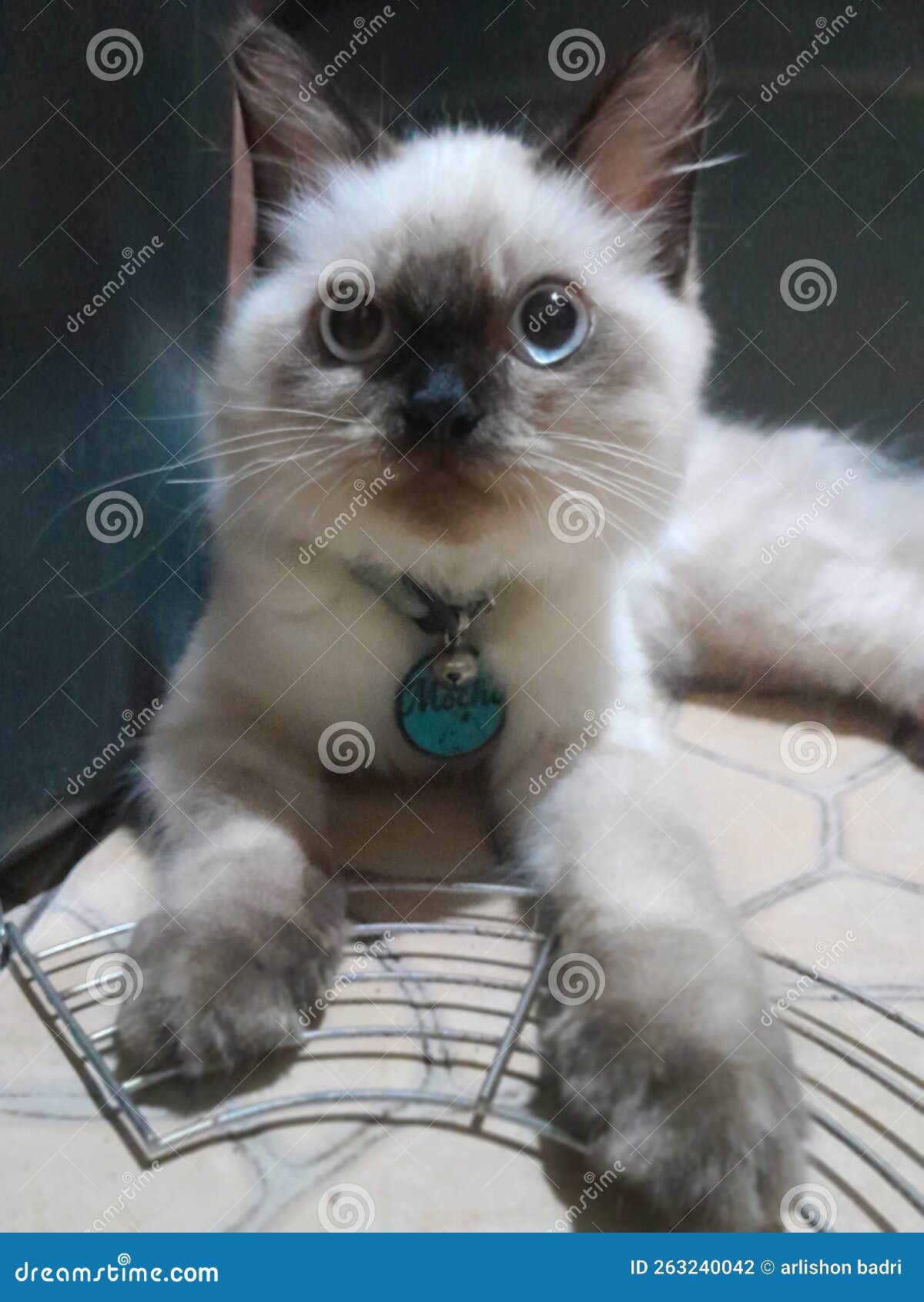 Mochi the Himalayan Cute Cat Stock Photo - Image of kitten, snout ...