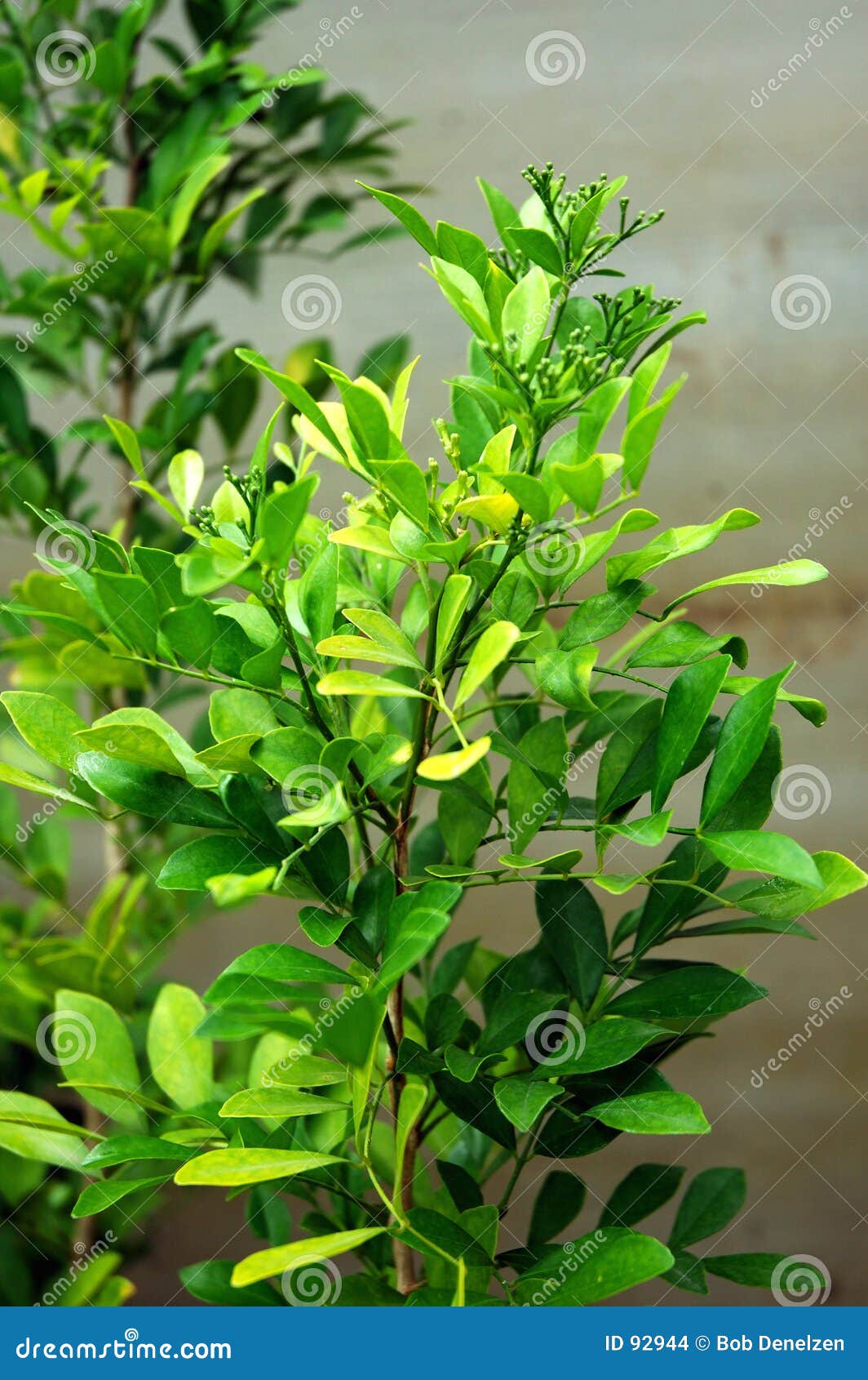 Mock Orange stock photo. Image of panicularta, plant, shrub - 92944