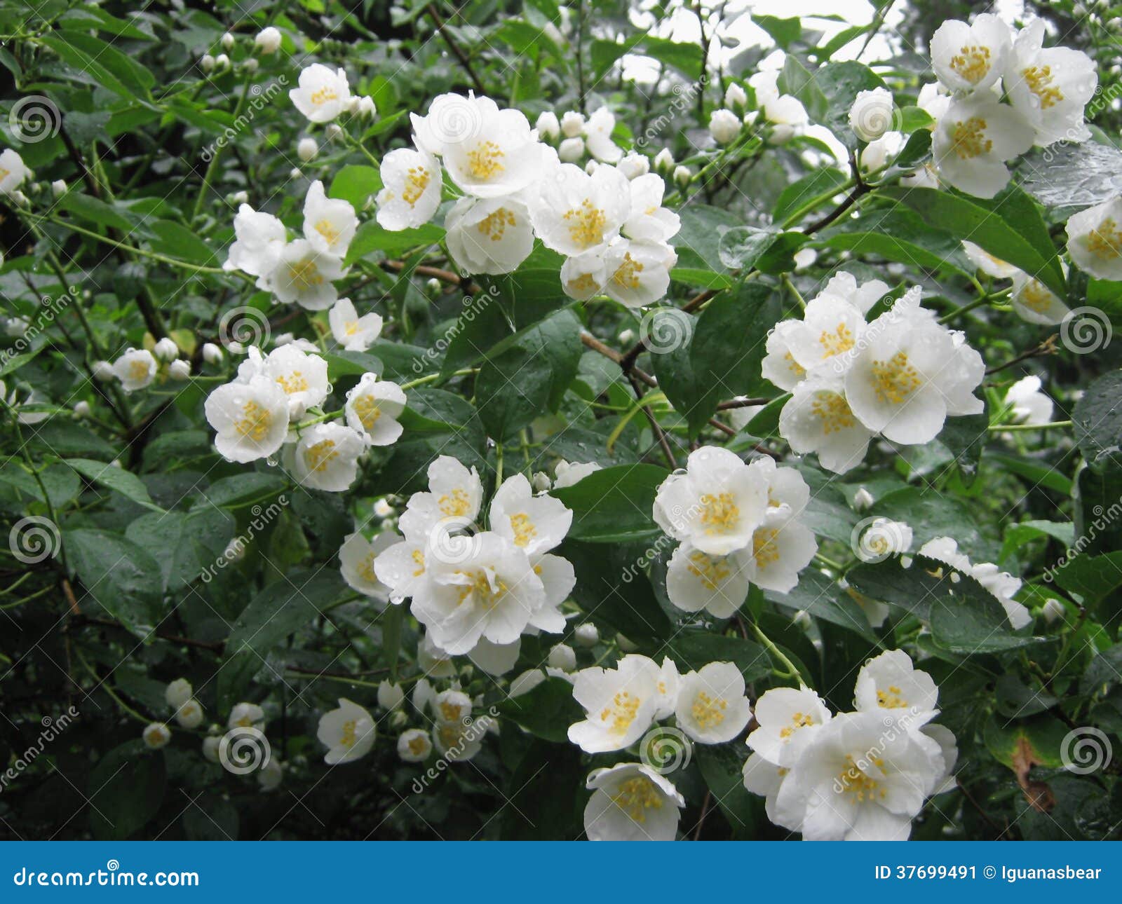 Mock orange flower stock image. Image of background, bohemia - 37699491