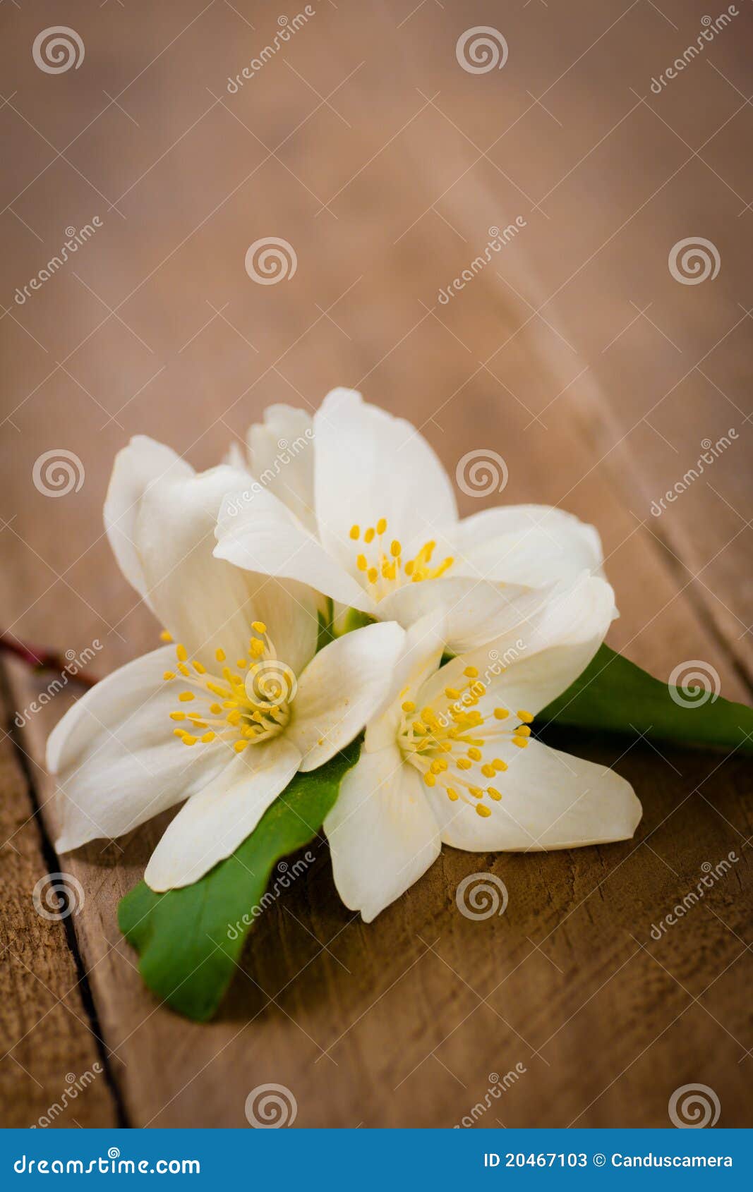 Mock Orange Flowers on Rustic Wood Stock Image - Image of fragrant ...