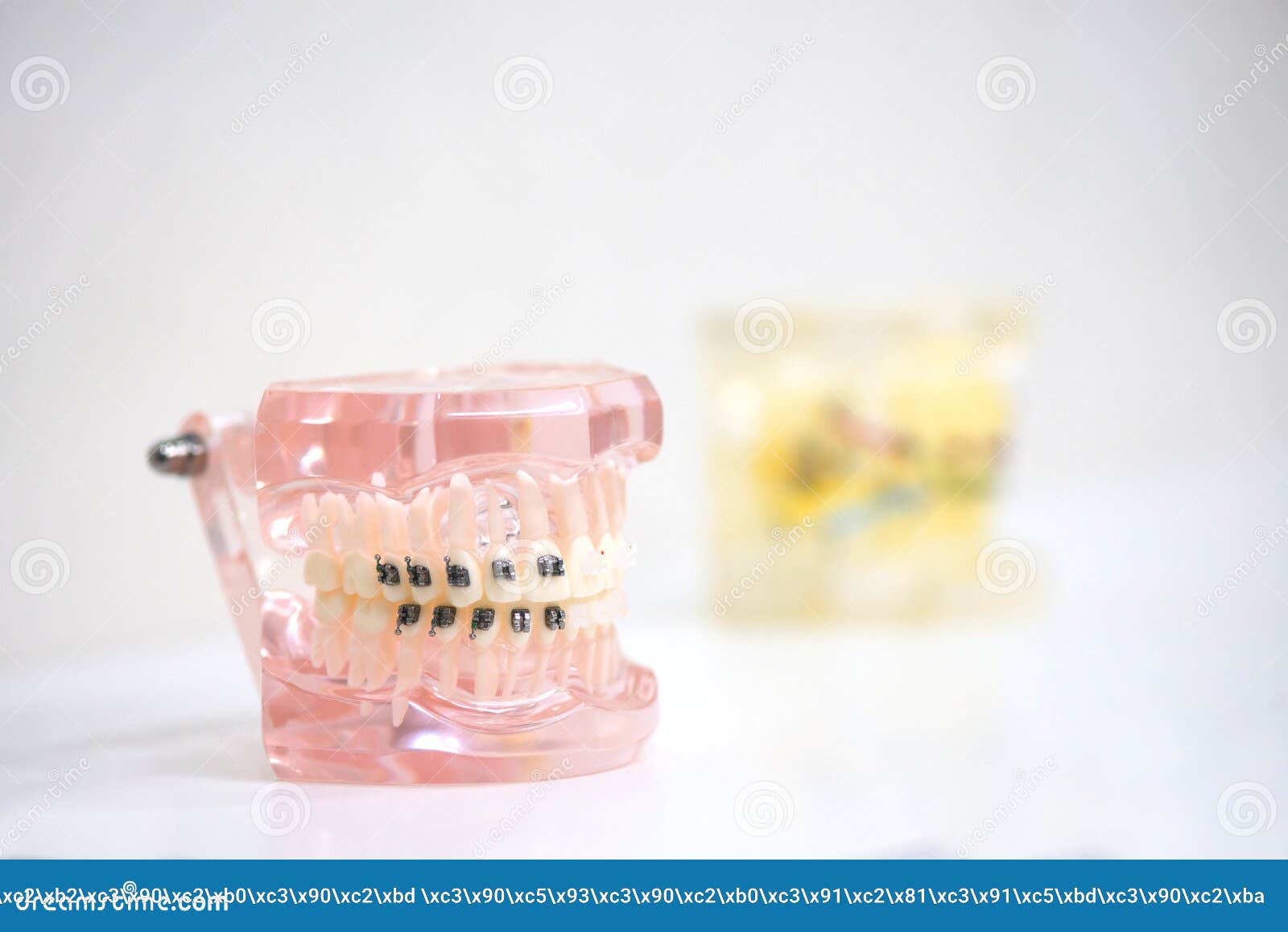 Mock Teeth with Braces. Demonstration Model of Teeth Editorial Stock ...