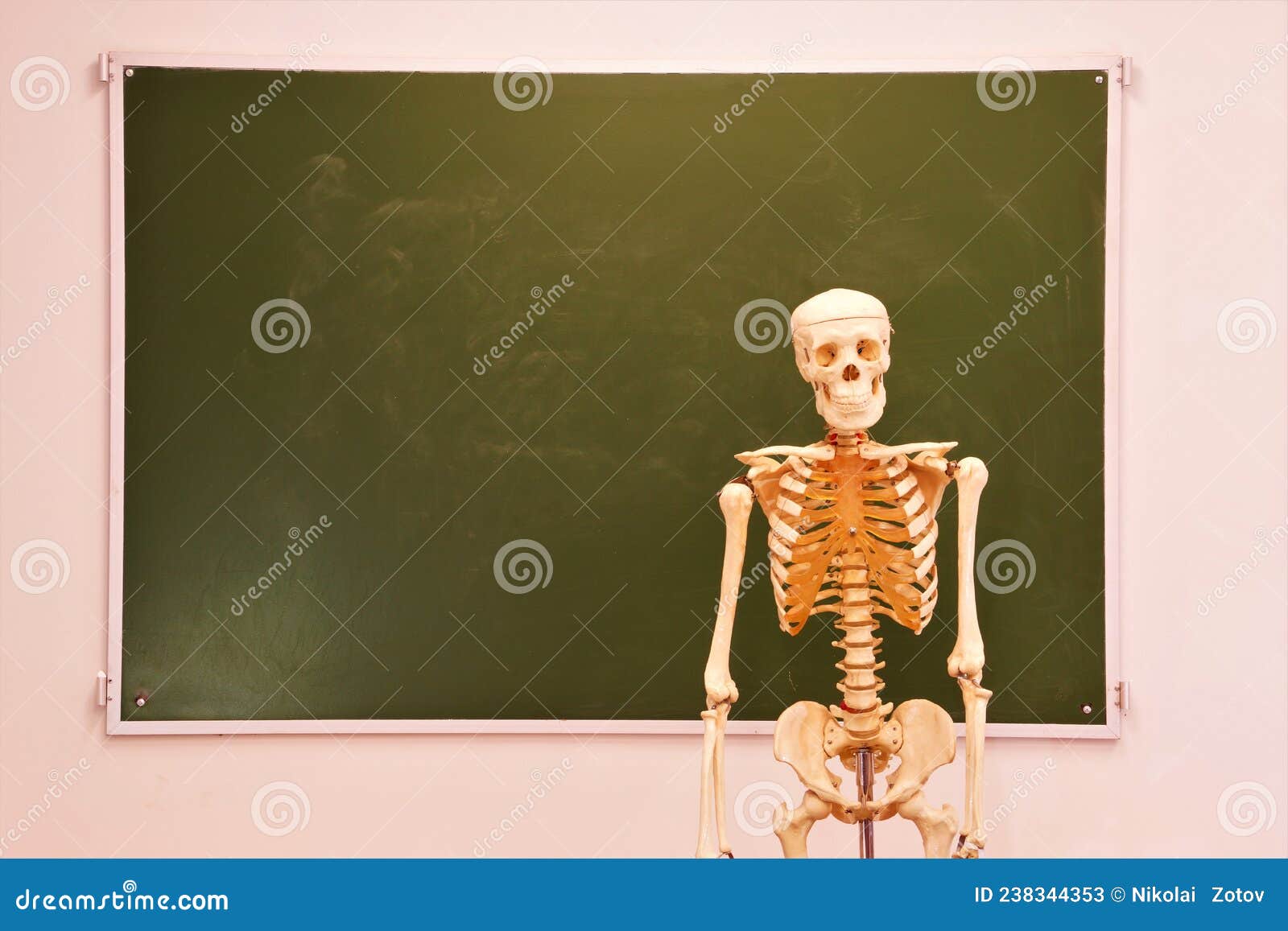 A Mock-up of a Human Skeleton on the Background of a Blackboard on the ...