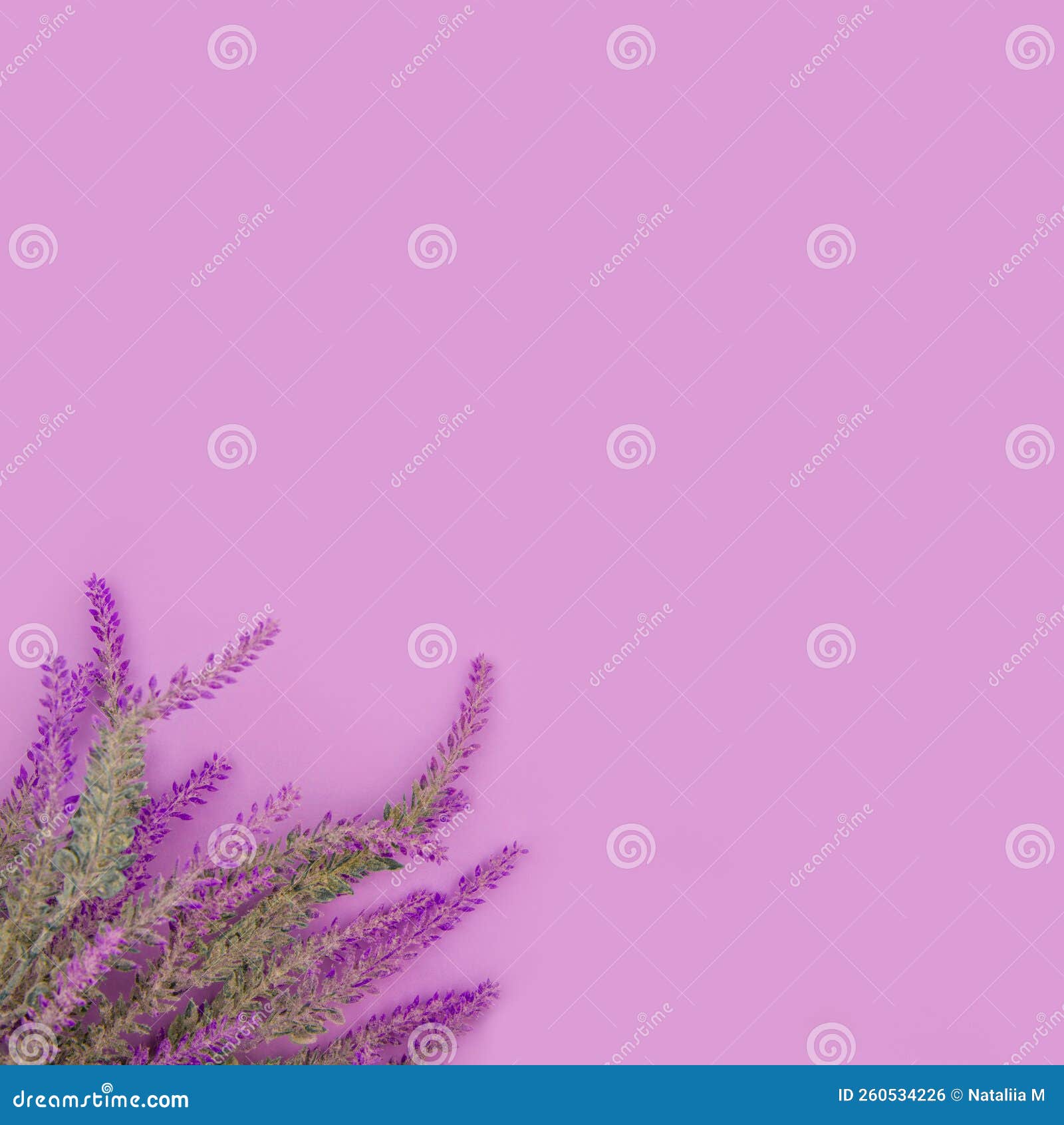 Mock-up Lavender Background with Copy Space Stock Photo - Image of ...