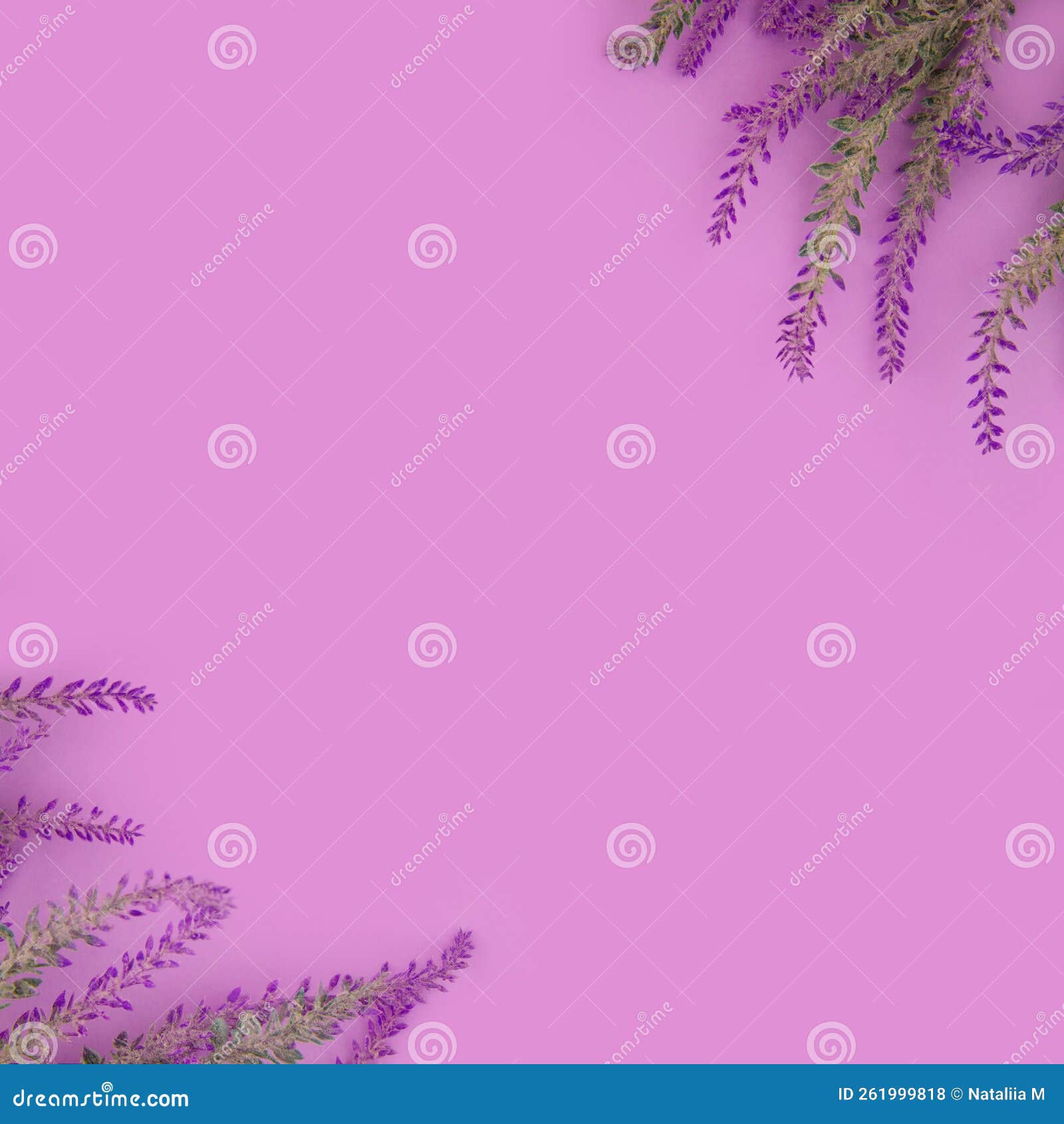 Mock-up Lavender Background with Copy Space Stock Photo - Image of ...