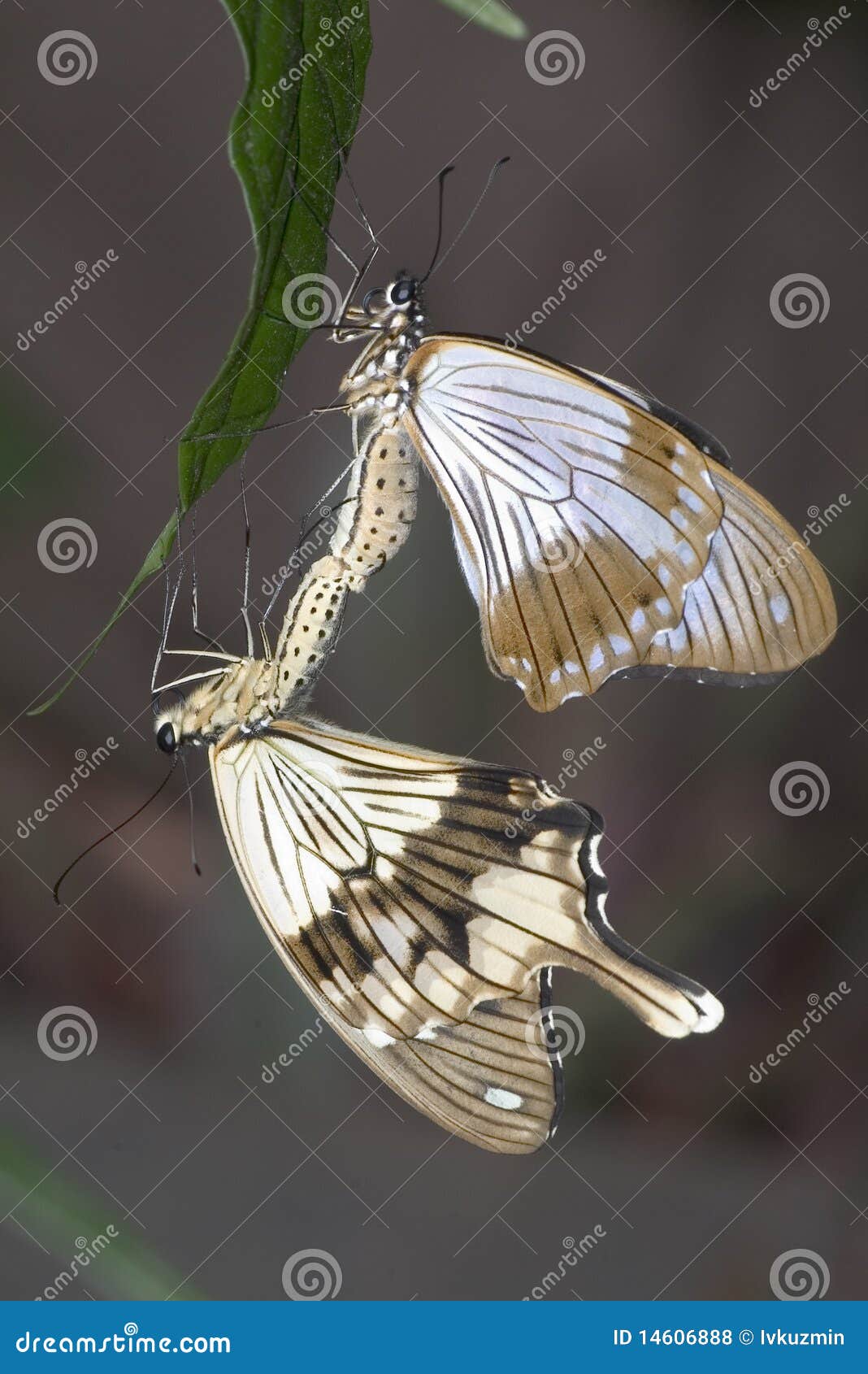 Mocker Swallowtails Mating. Stock Photo - Image of macro, papilio: 14606888