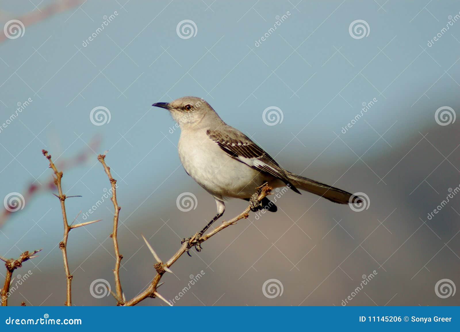 Mocking Bird stock photo. Image of beauty, perched, mexico - 11145206
