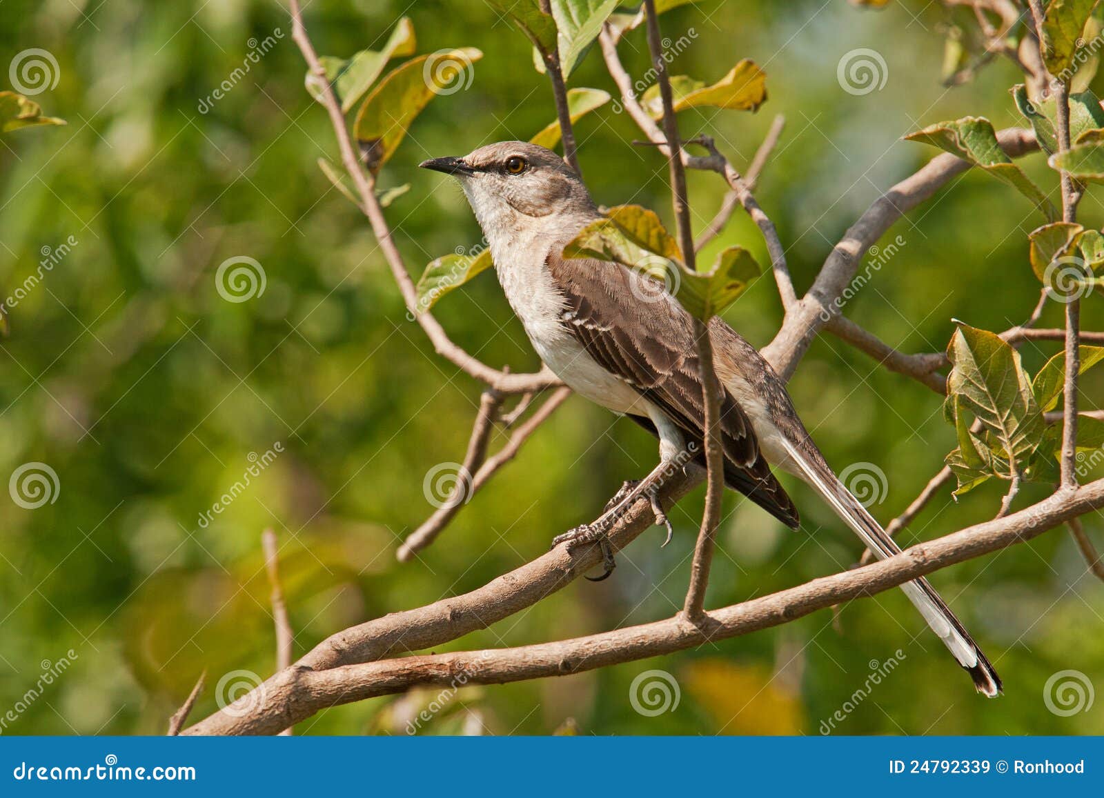 Mocking bird stock image. Image of bird, noisy, wings - 24792339