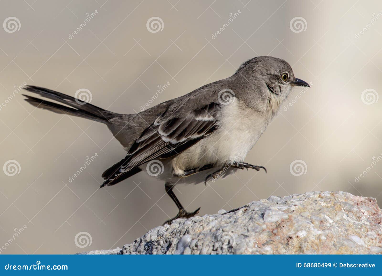 Mocking Bird stock image. Image of perched, beak, state - 68680499