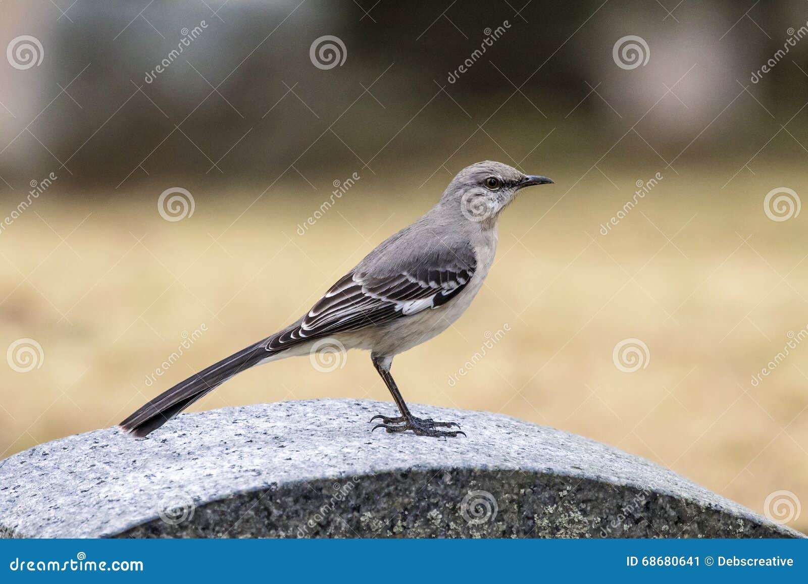 Mocking Bird stock image. Image of mocking, wings, state - 68680641