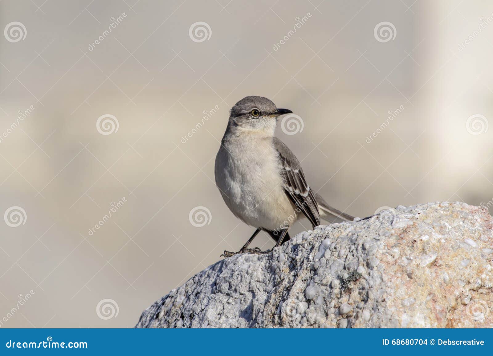 Mocking Bird stock photo. Image of beak, state, beauty - 68680704