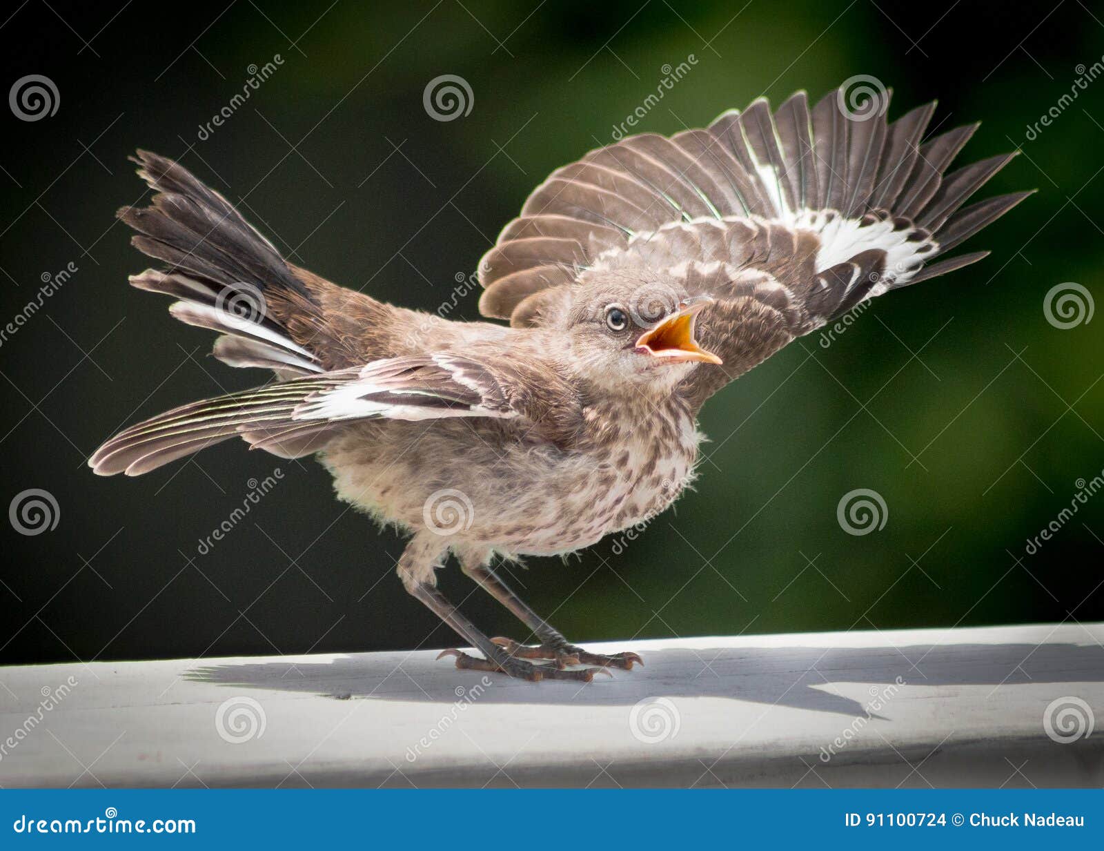 Mocking bird fledgling. stock photo. Image of bird, mocking - 91100724