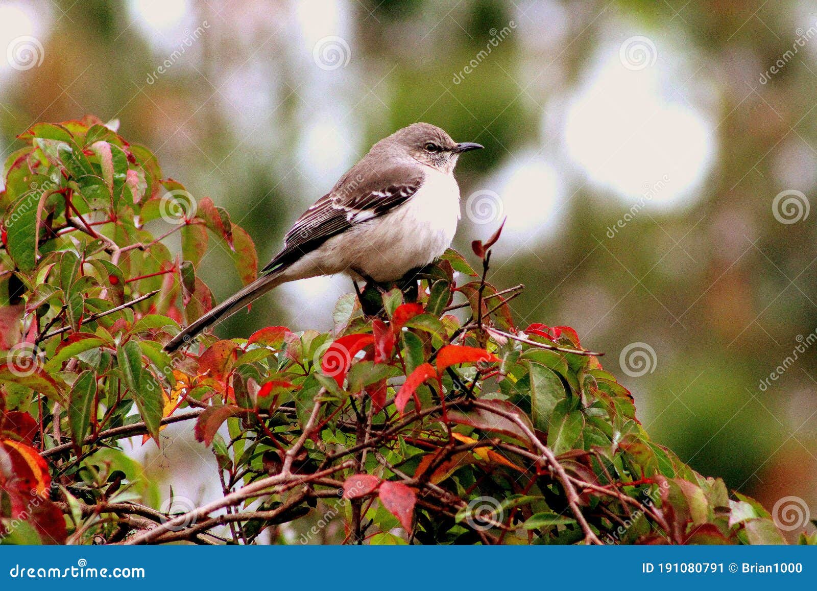 Mocking Bird Hanging Out stock image. Image of tree - 191080791