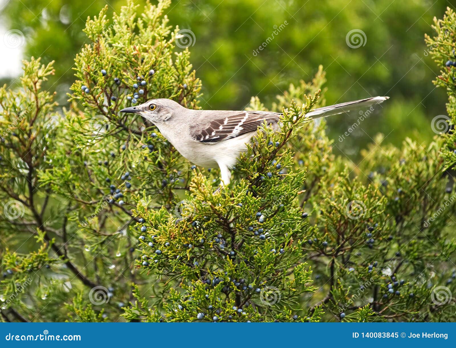 A Mocking Bird Perched in a Cedar Tree Eating the Berries. Stock Image ...
