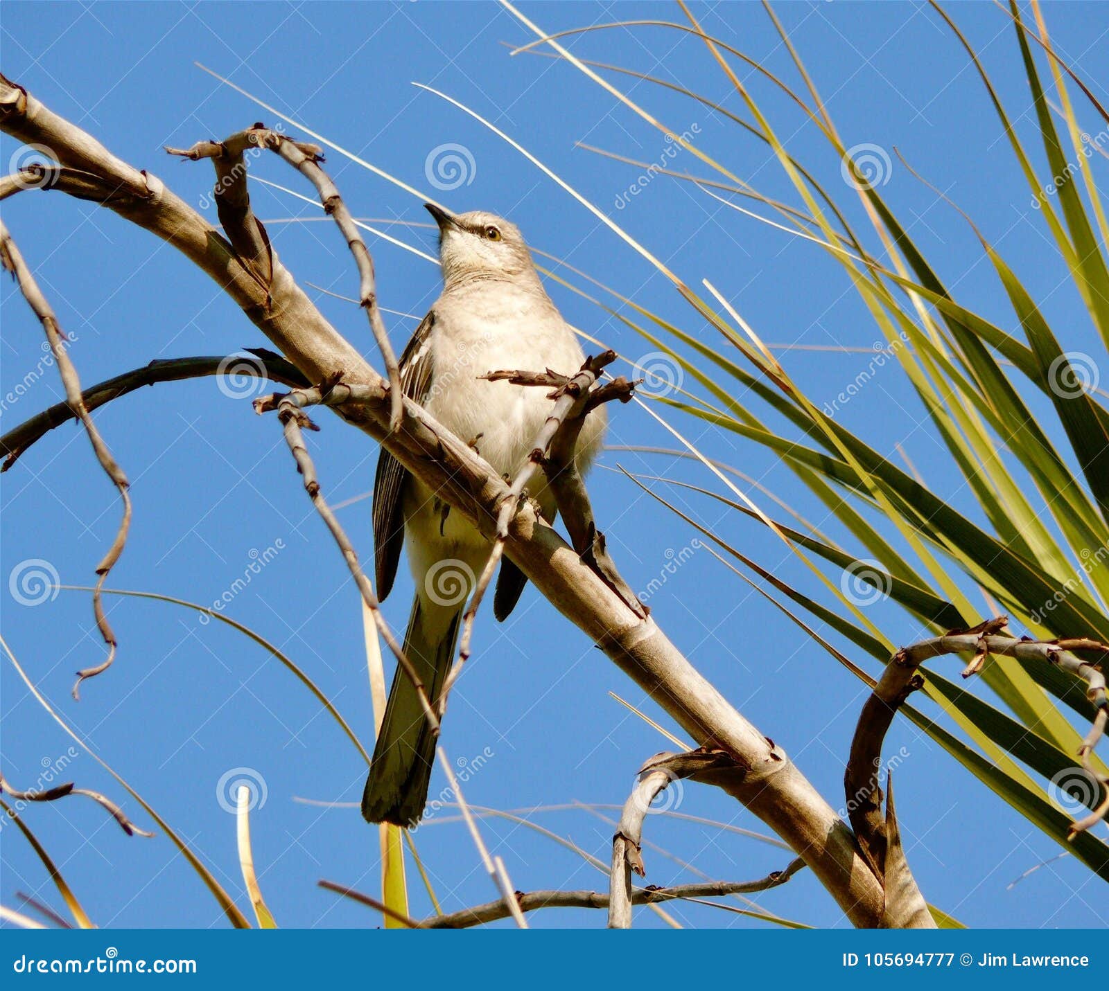 Mocking Bird stock image. Image of bird, holden, mocking - 105694777
