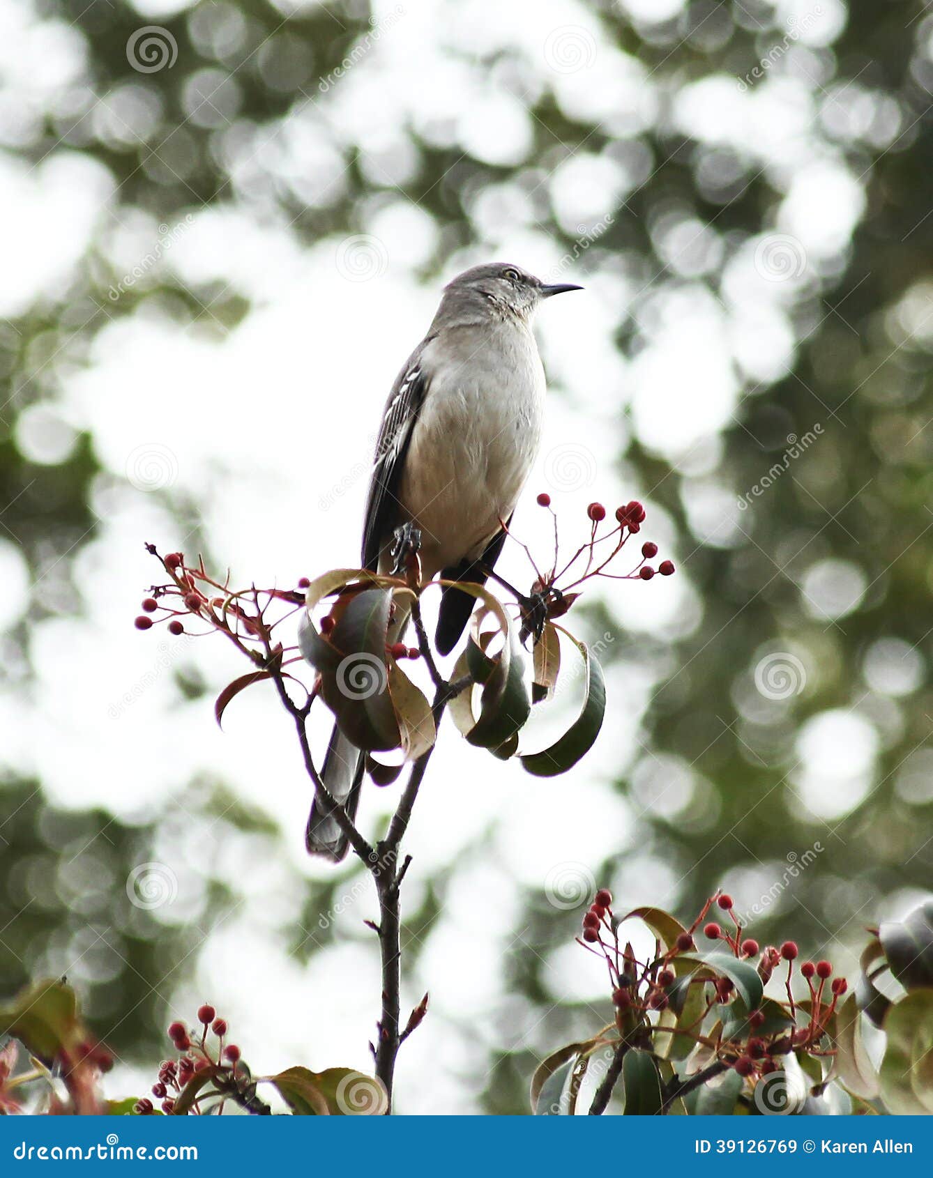 Mocking Bird stock image. Image of finch, animals, twig - 39126769