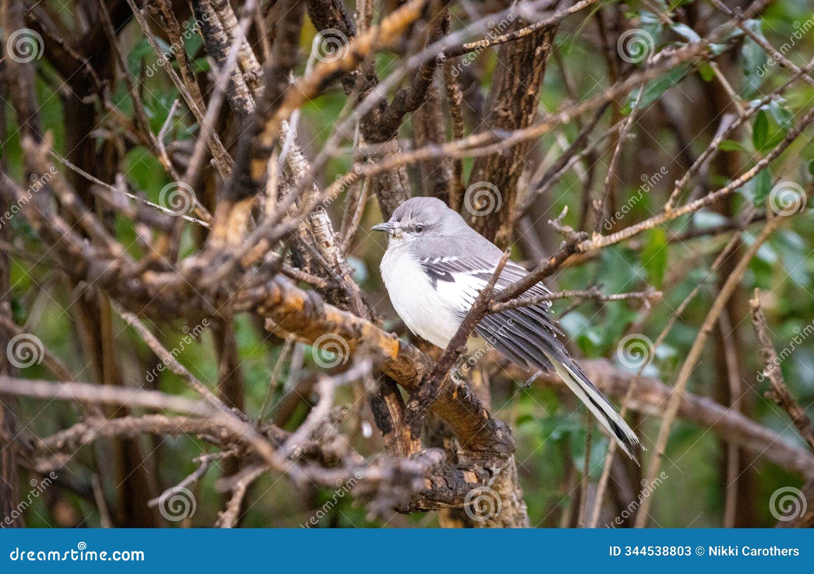 Mocking Bird Sitting on a Branch Stock Image - Image of green, northern ...
