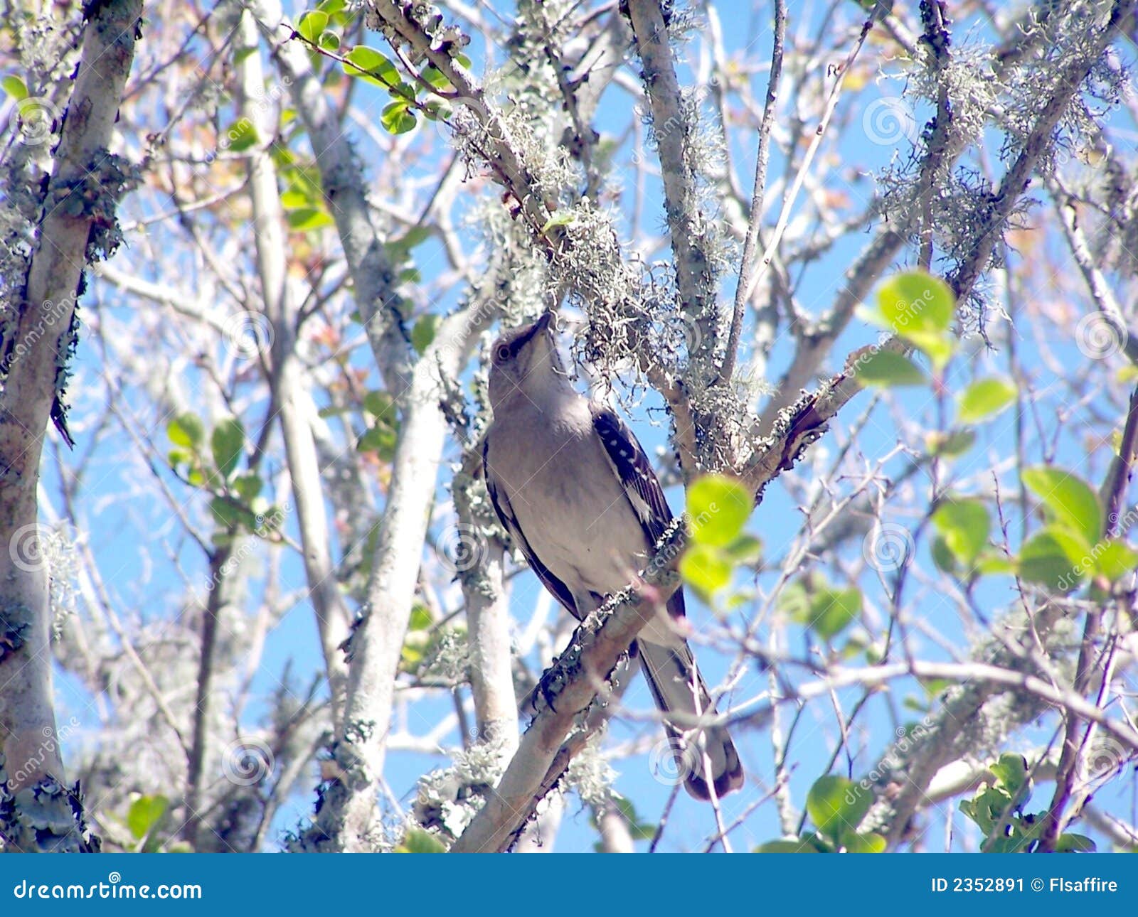 Mocking Bird on a Tree Limb Stock Image - Image of bird, beauty: 2352891