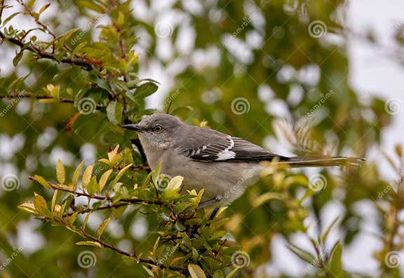 Mocking bird in tree stock photo. Image of branch, tree - 344538810
