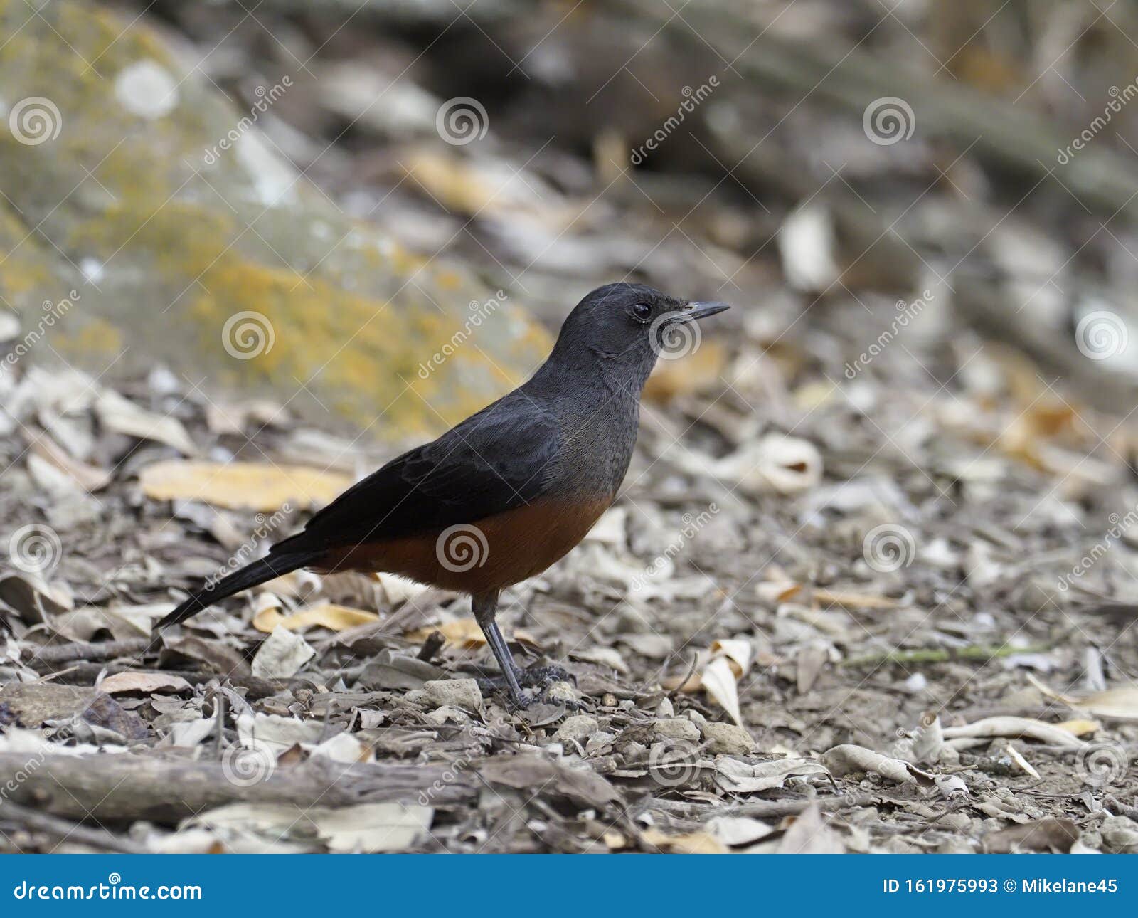 Mocking Cliff Chat, Mocking Chat or Cliff Chat, Thamnolaea ...