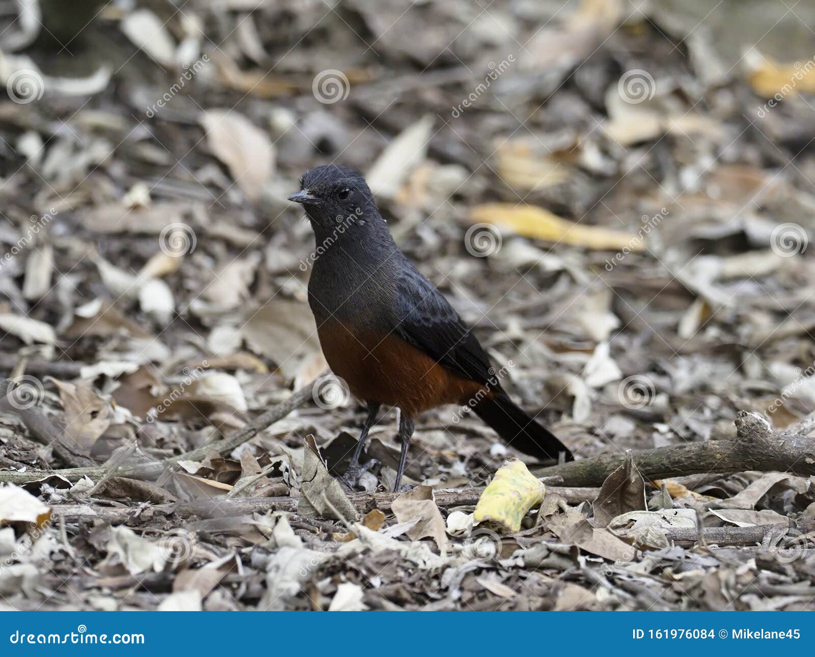 Mocking Cliff Chat, Mocking Chat or Cliff Chat, Thamnolaea ...