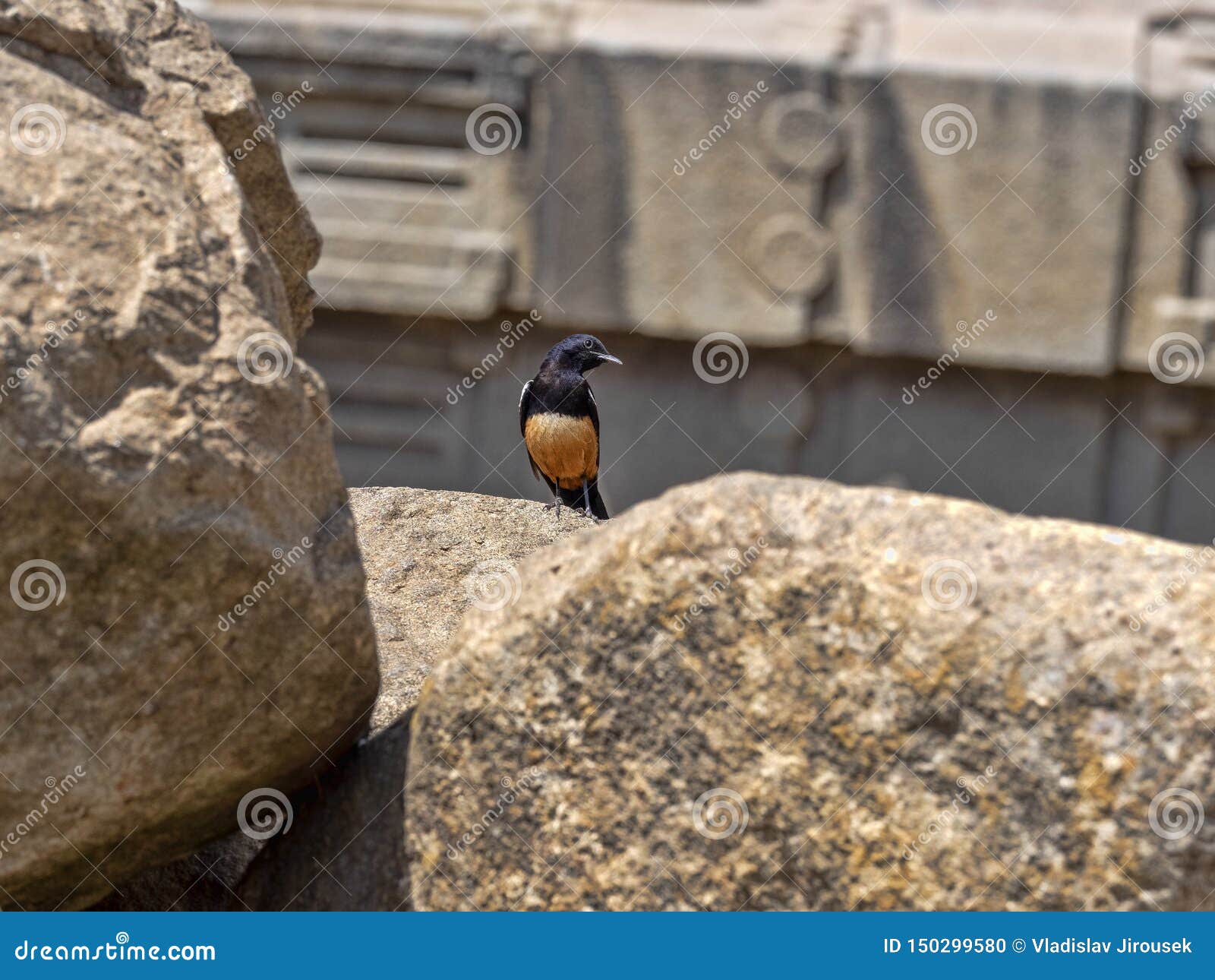 Mocking Cliff Chat, Thamnolaea Cinnamomeiventris, on Historical ...
