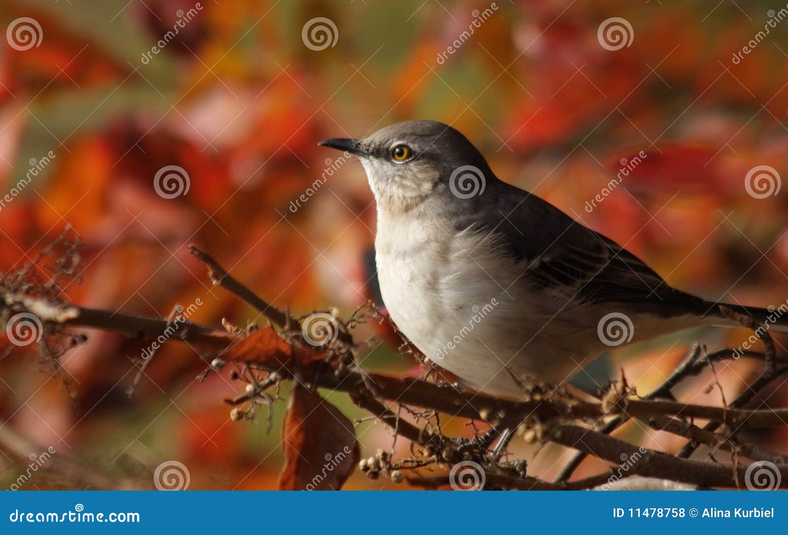 Mockingbird stock photo. Image of perched, feathers, seeds - 11478758