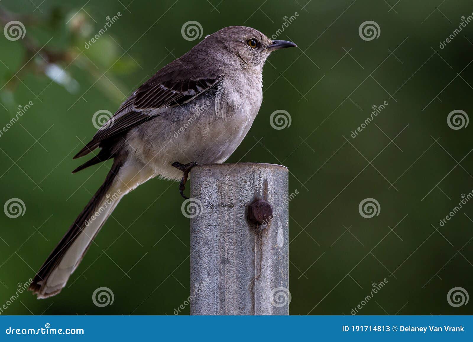 Gray and White Mockingbird stock image. Image of texas - 191714813