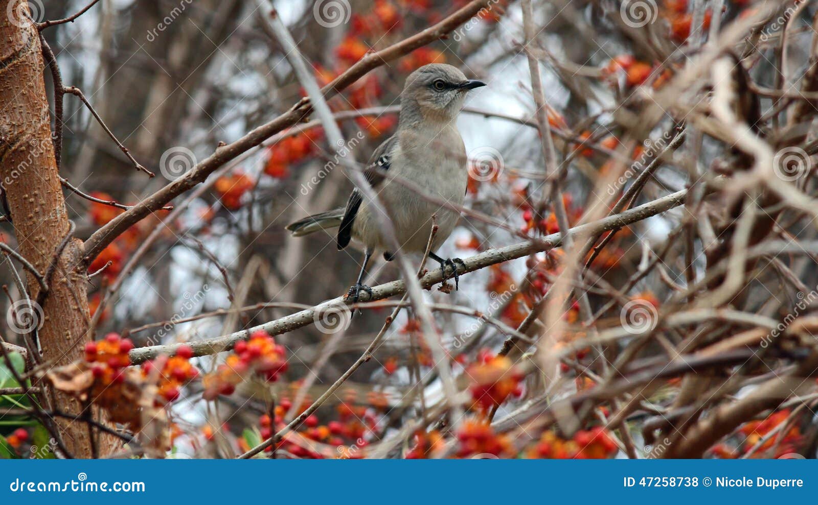 Mockingbird Amongst Red Berries Stock Photo - Image of perched, tree ...