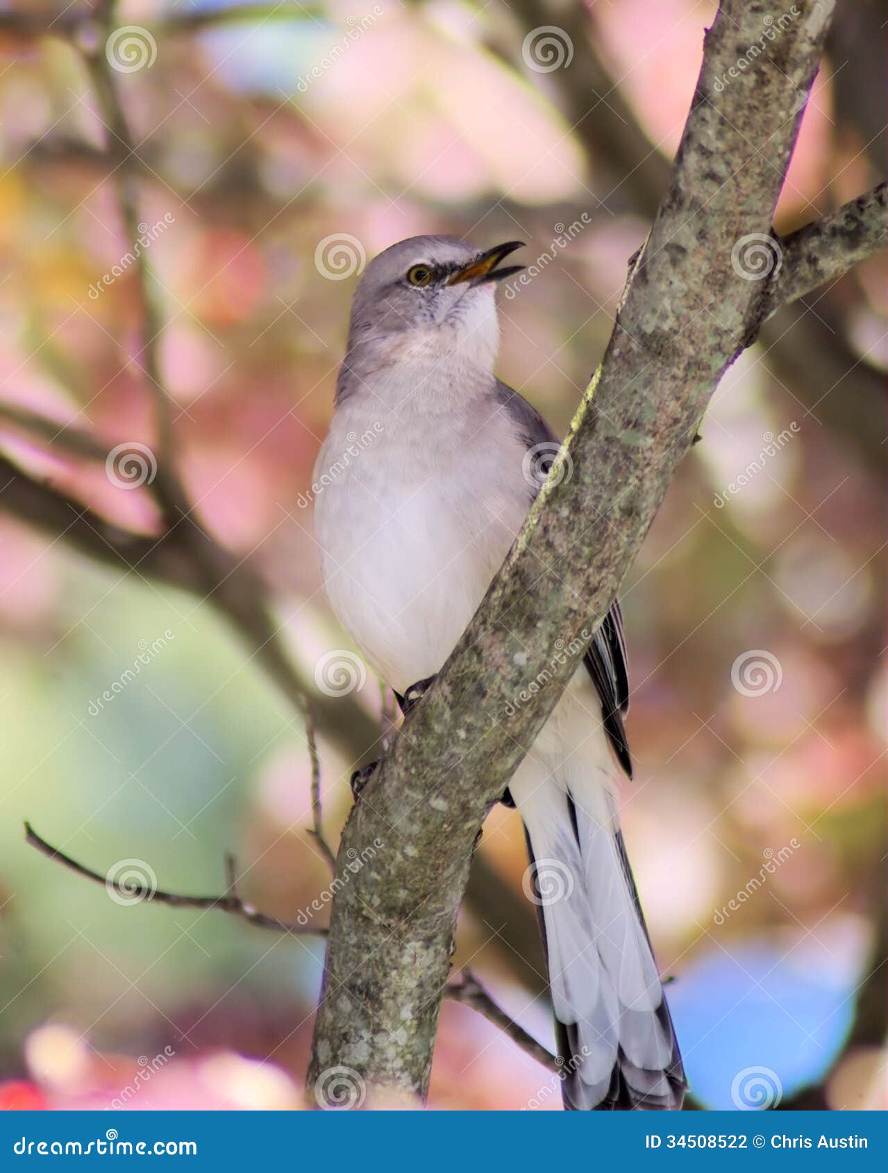 Mockingbird with an Attitude Stock Photo - Image of bird, flight: 34508522