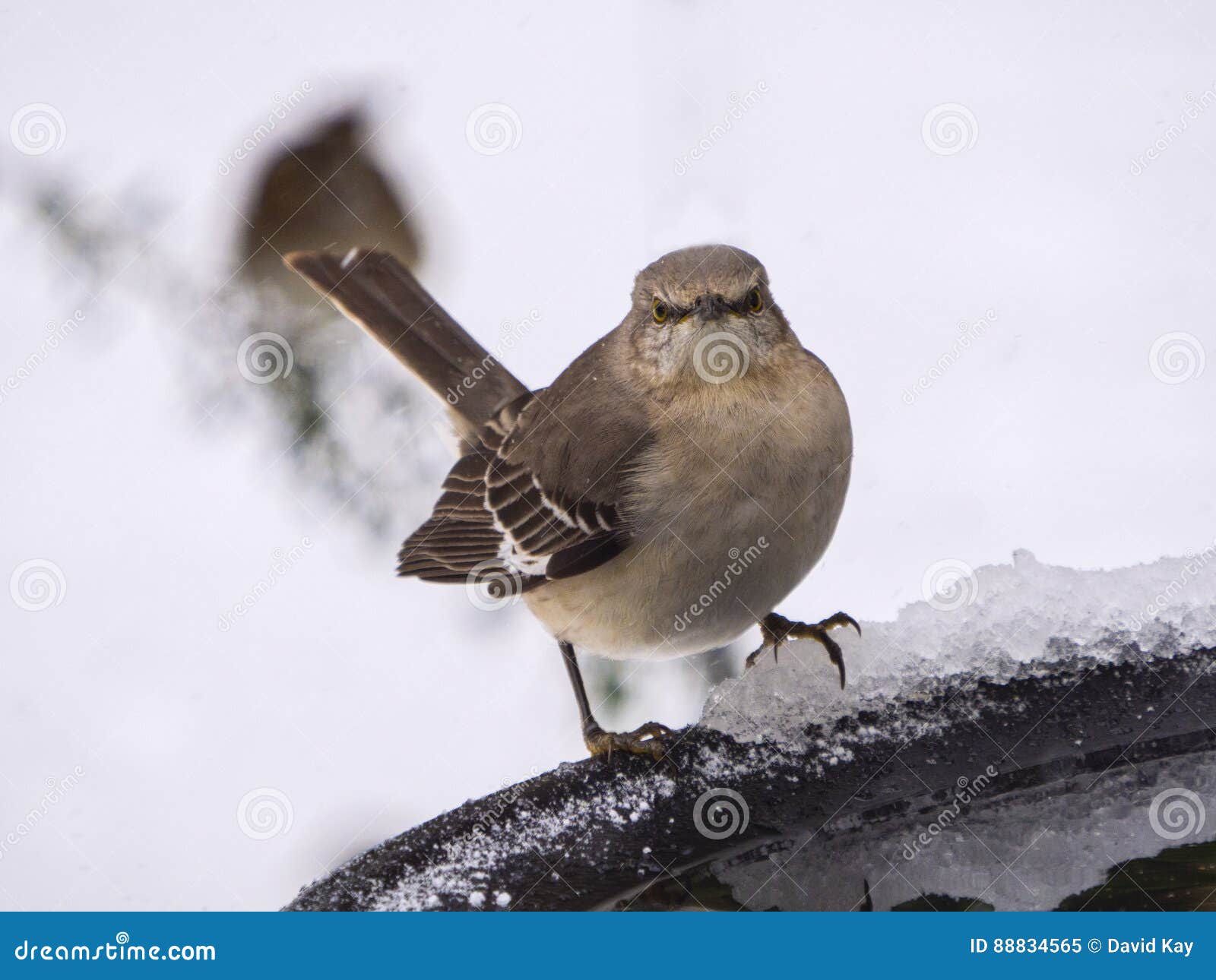 Mockingbird with Attitude stock image. Image of mockingbird - 88834565