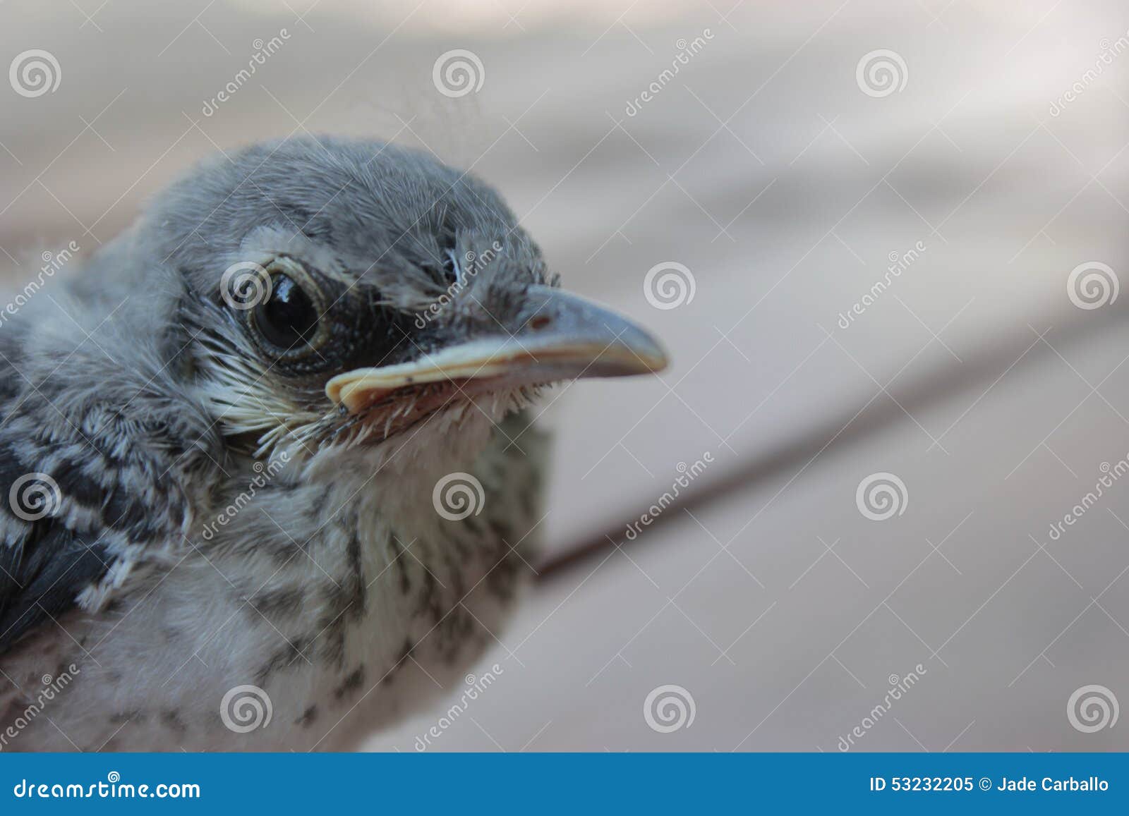 Mockingbird stock image. Image of shot, look, close, beautiful - 53232205
