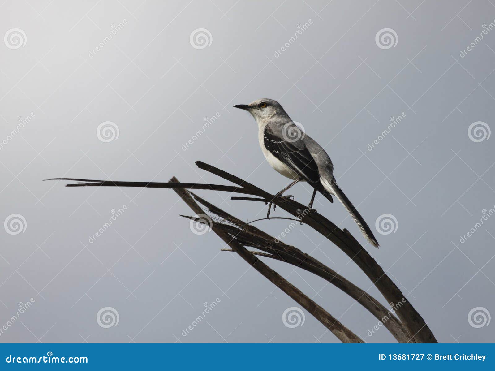 Mockingbird bird stock image. Image of bird, perches - 13681727