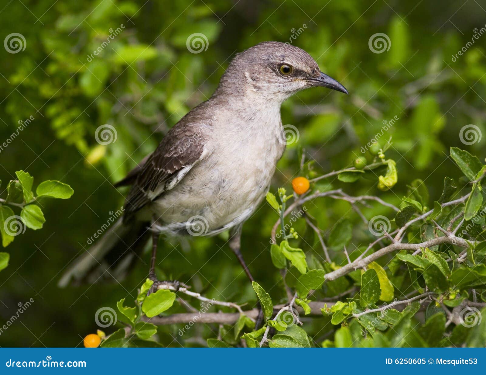 Mockingbird in granjeno stock image. Image of wildlife - 6250605
