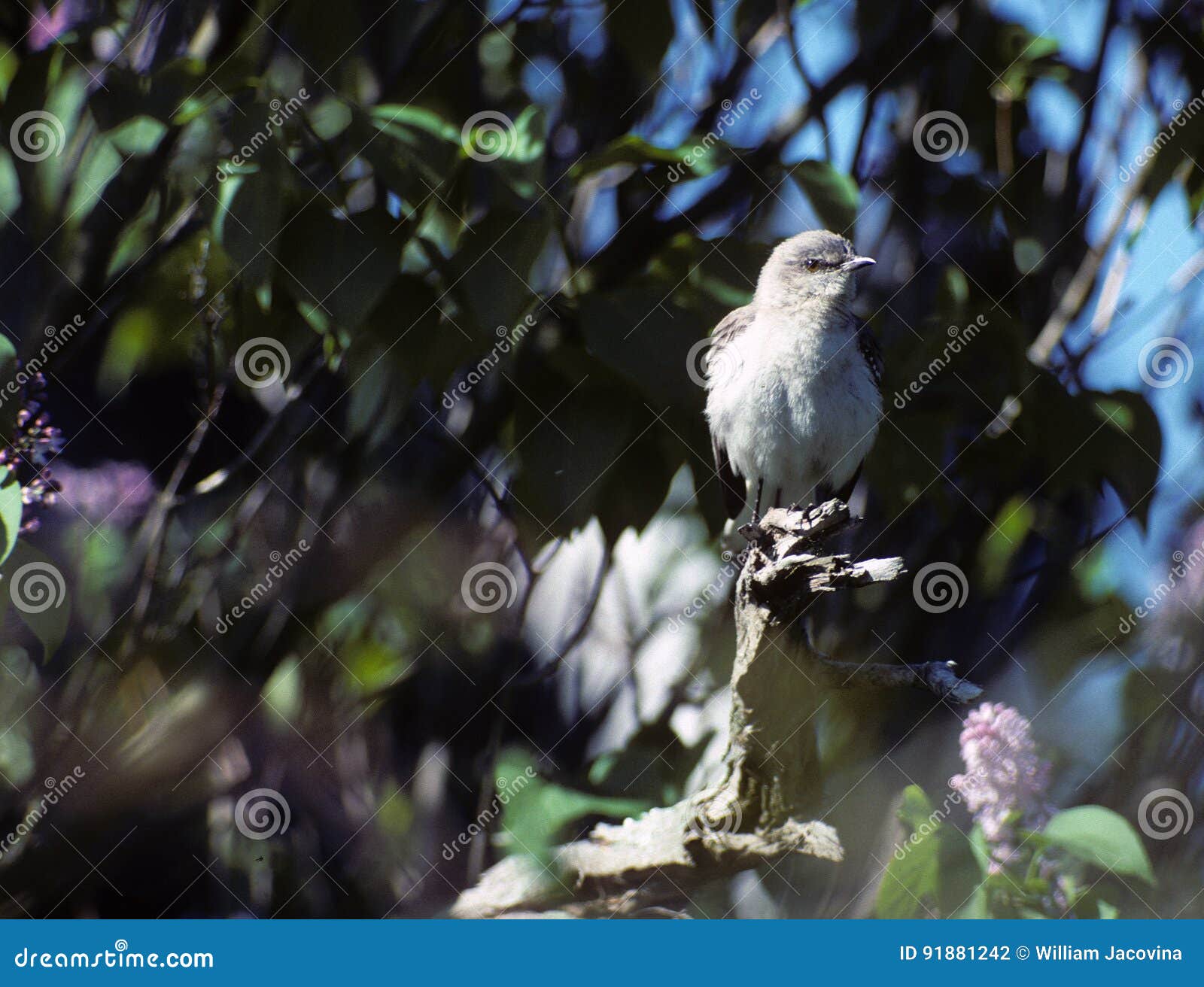 Mockingbird stock photo. Image of white, york, perched - 91881242