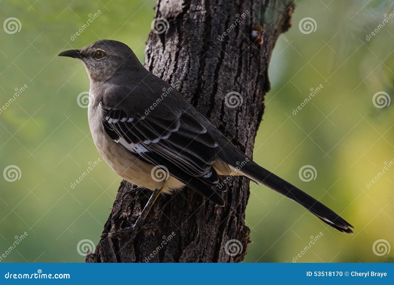 Mockingbird stock photo. Image of wildlife, nature, mimidae - 53518170