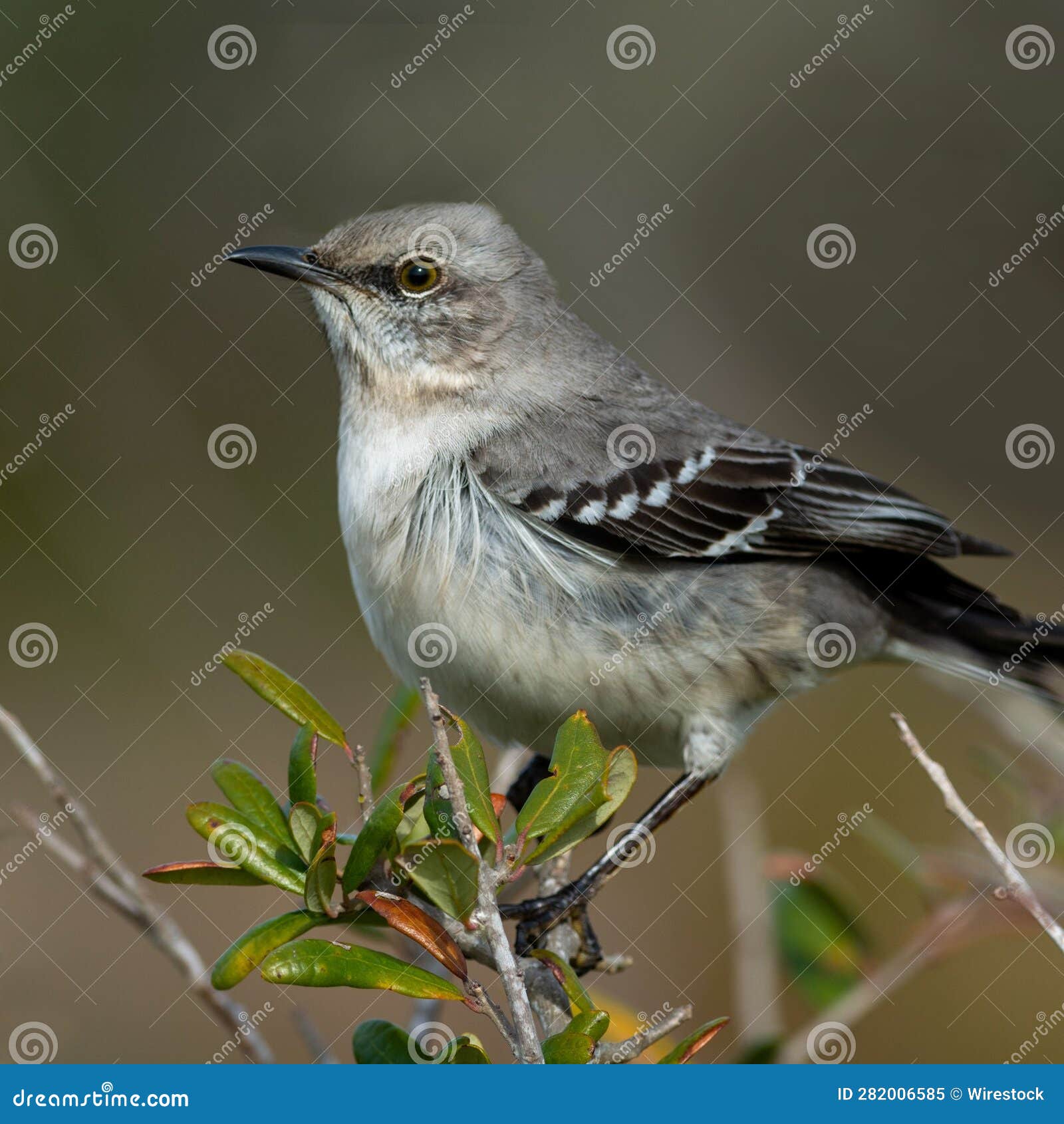 Mockingbird Perched Atop a Tree Branch in a Lush Green Environment ...