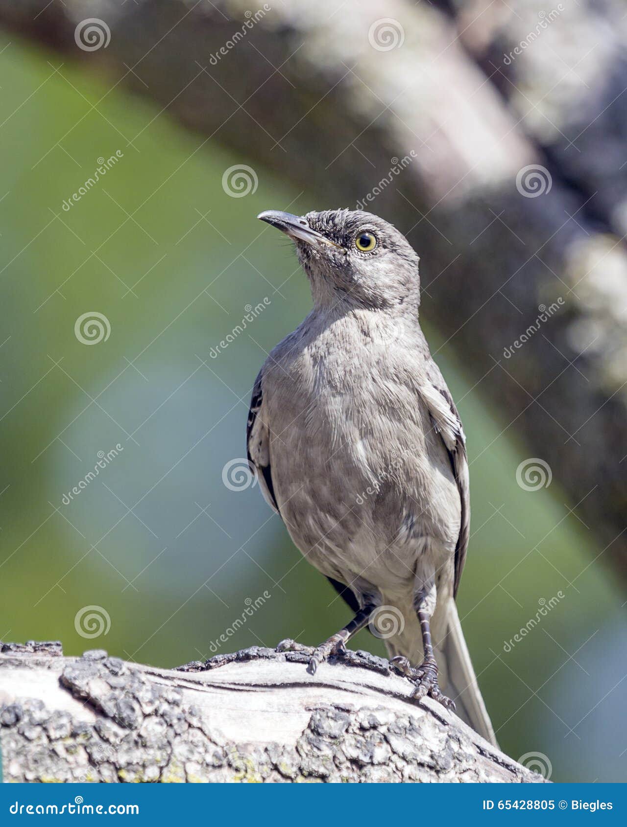 Mockingbird Perched on Tree Branch Stock Image - Image of songbird ...