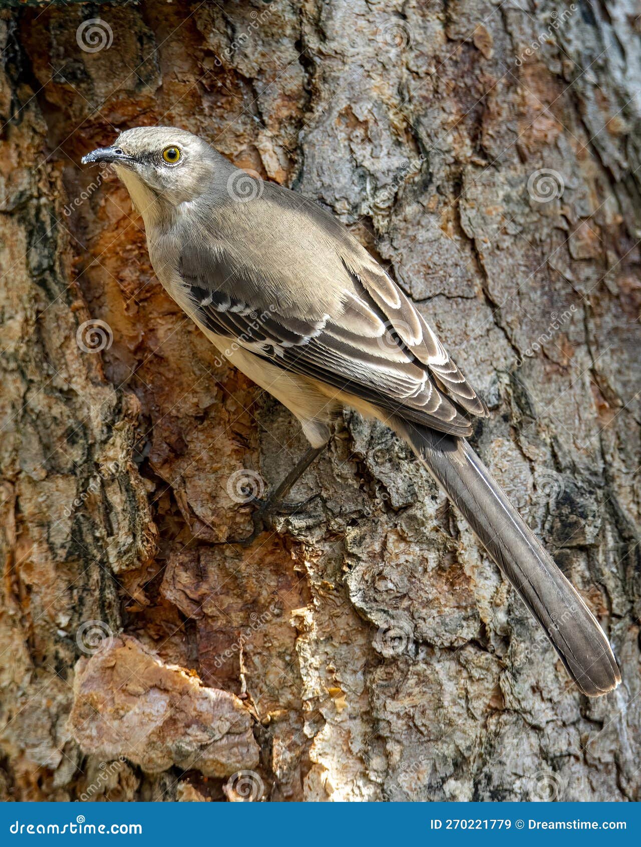 Mockingbird Perched on a Trre Branch Stock Image - Image of ...
