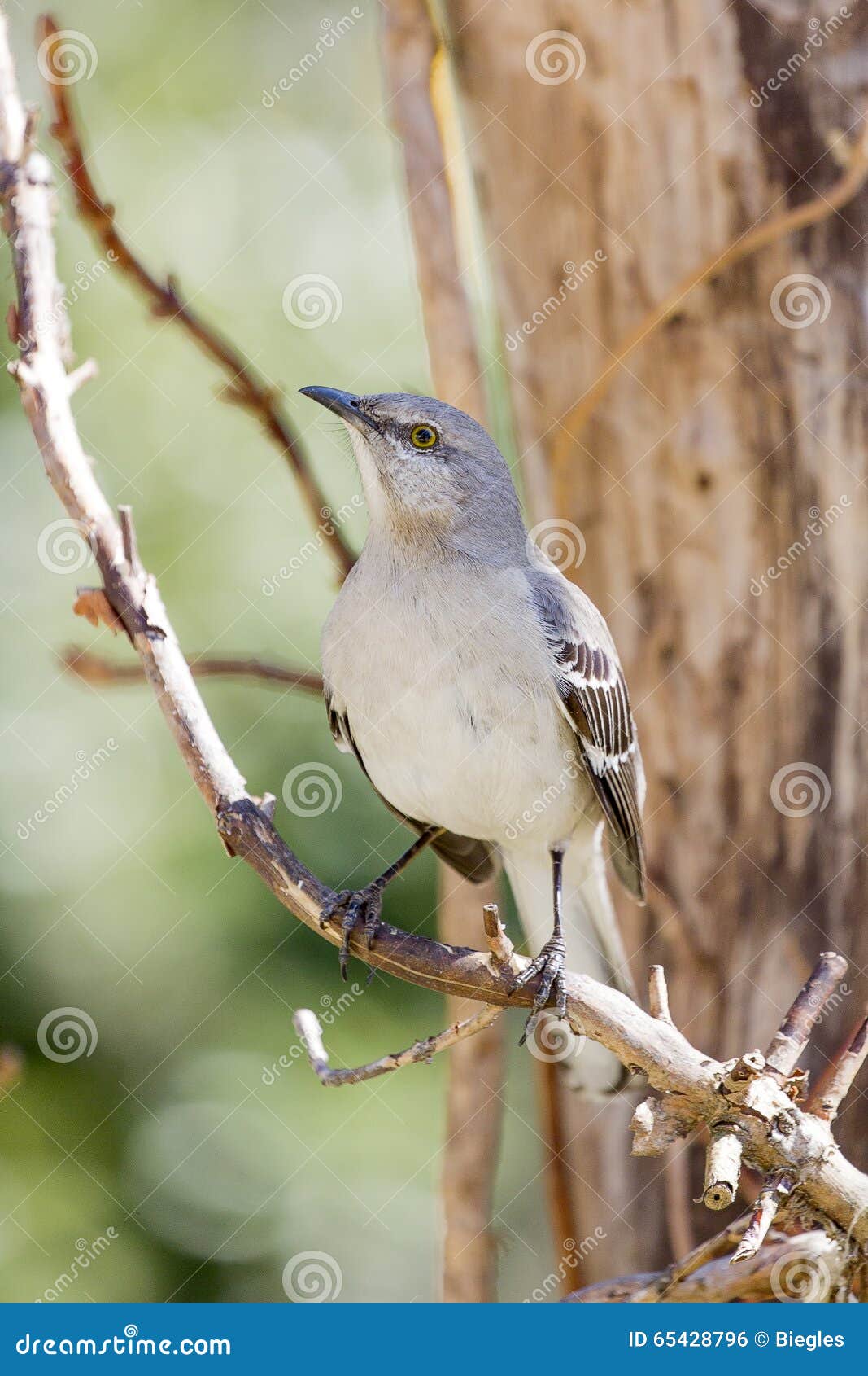 Mockingbird Perched on Vine Stock Photo - Image of avian, tree: 65428796