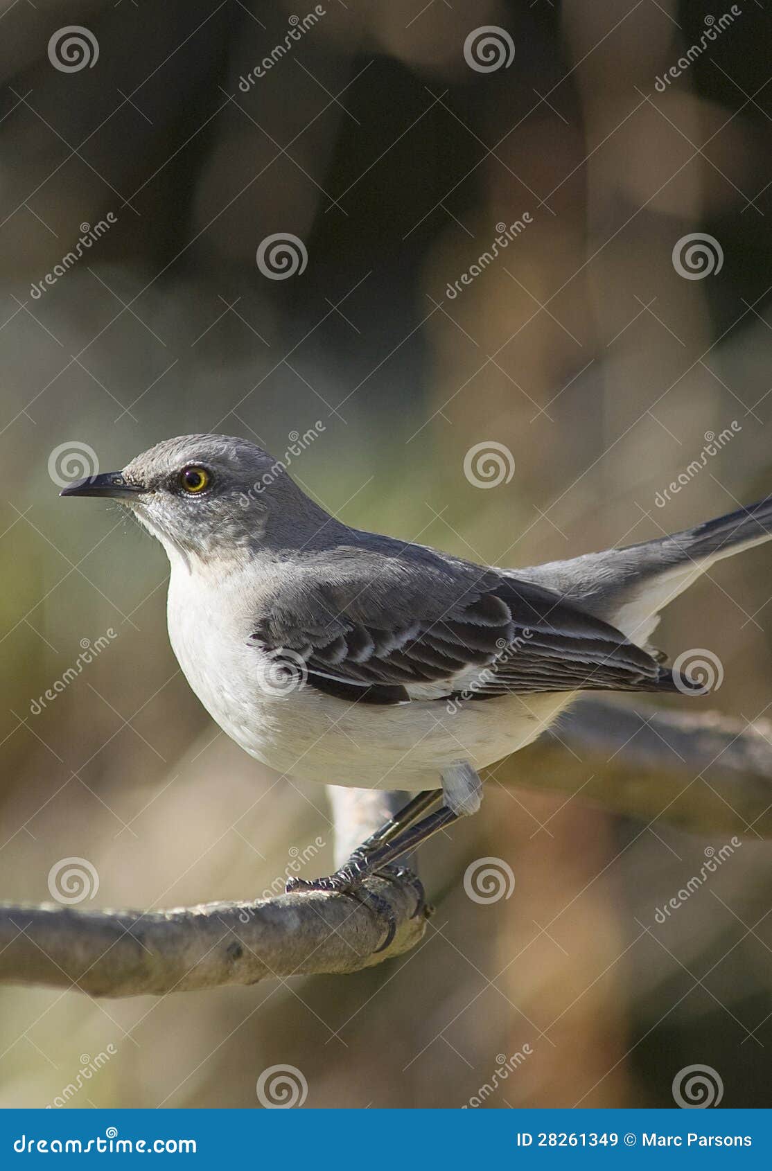 Mockingbird Portrait stock image. Image of songbird, bird - 28261349