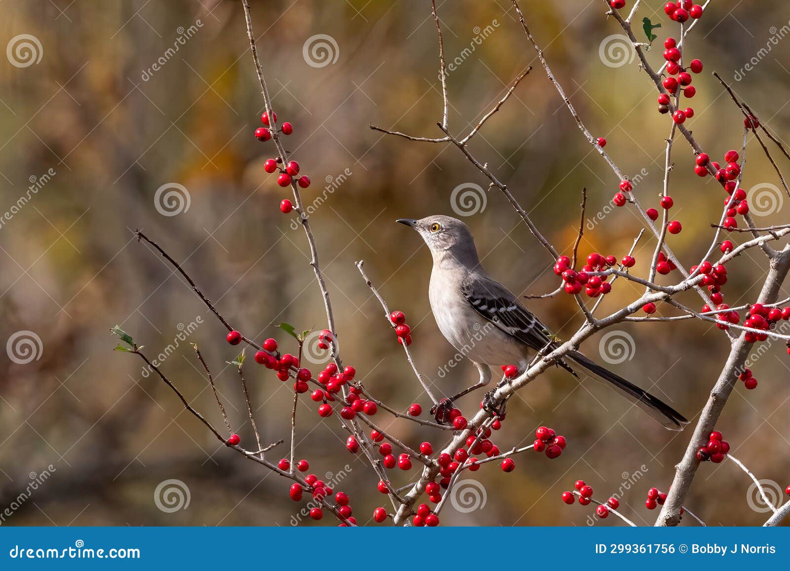 Mockingbird in the Red Berry Tree Stock Photo - Image of texas ...
